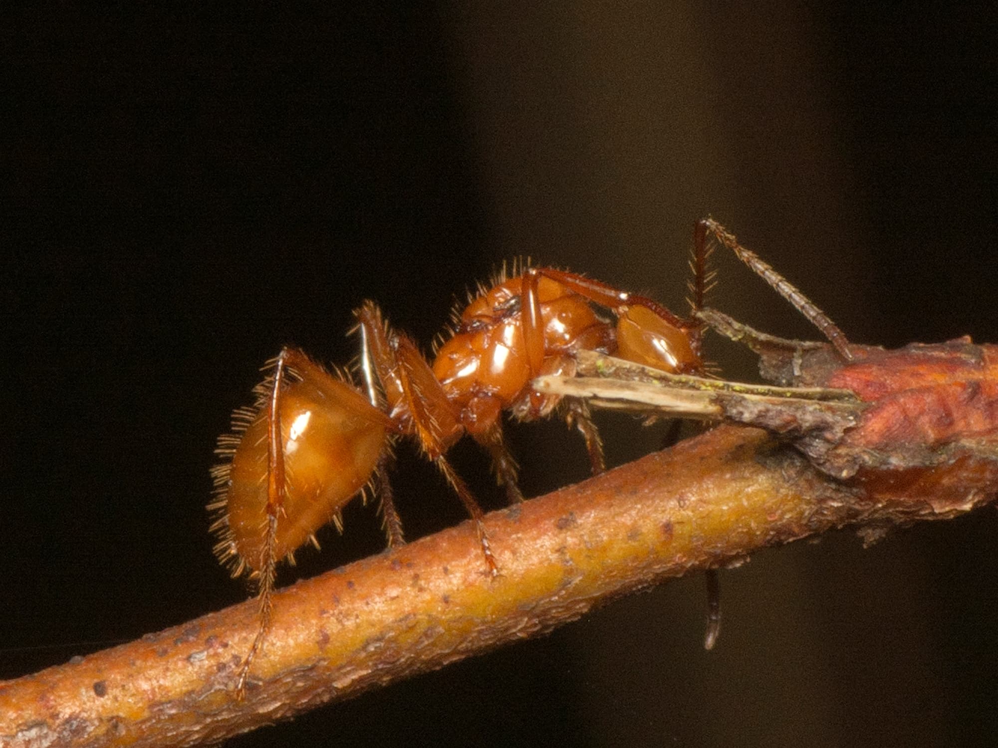 Notoncus spinisquamis – Ausemade