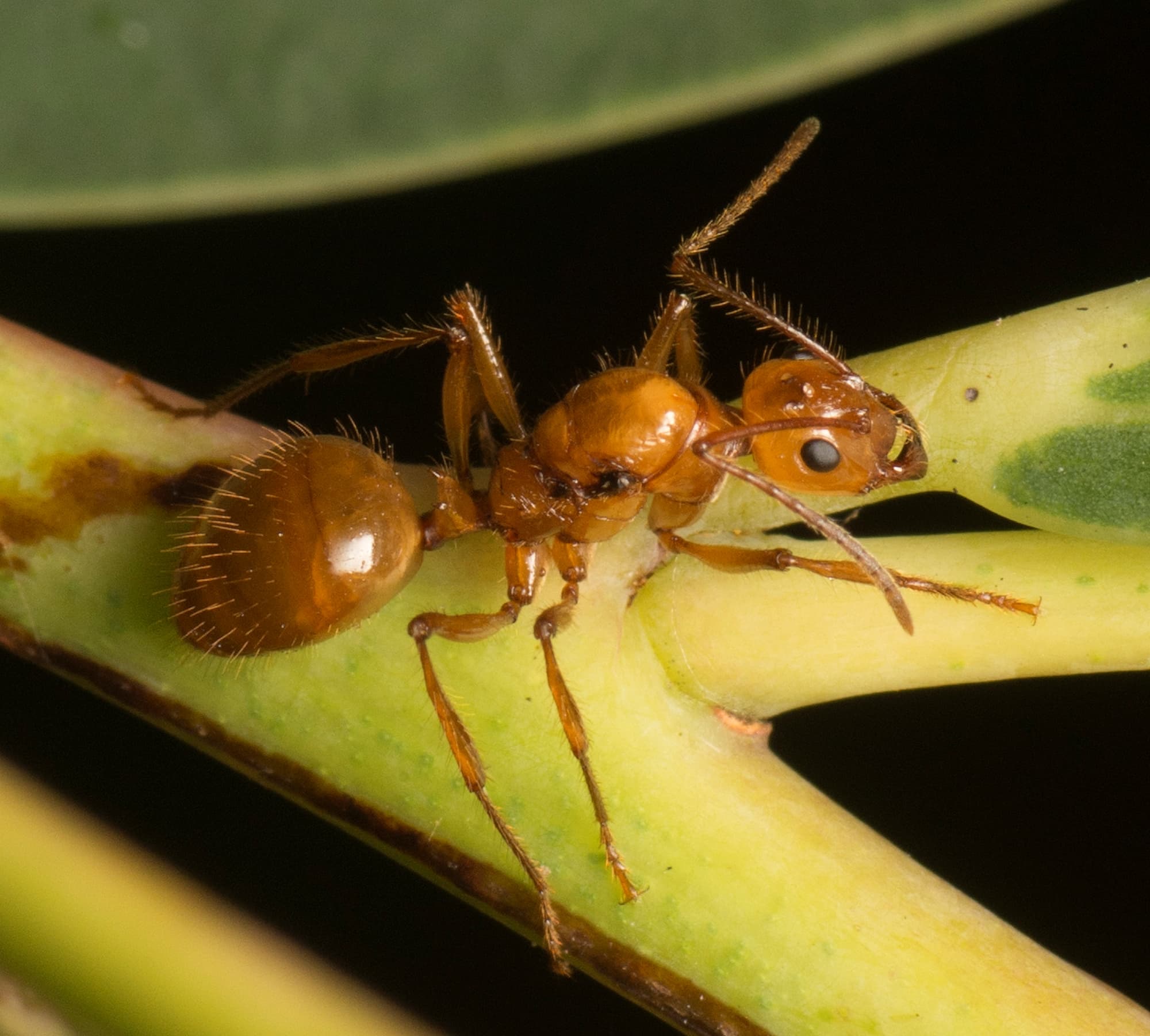 Notoncus spinisquamis – Ausemade