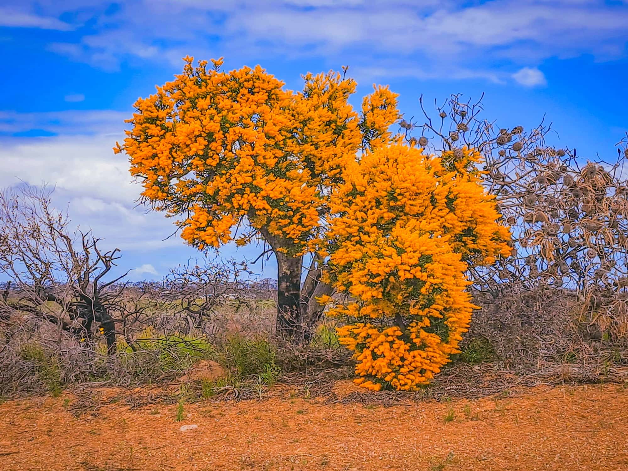 Nuytsia floribunda – Ausemade