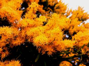 Nuytsia floribunda – Ausemade