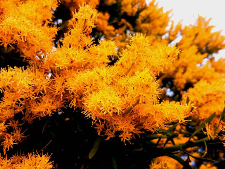 Nuytsia floribunda – Ausemade