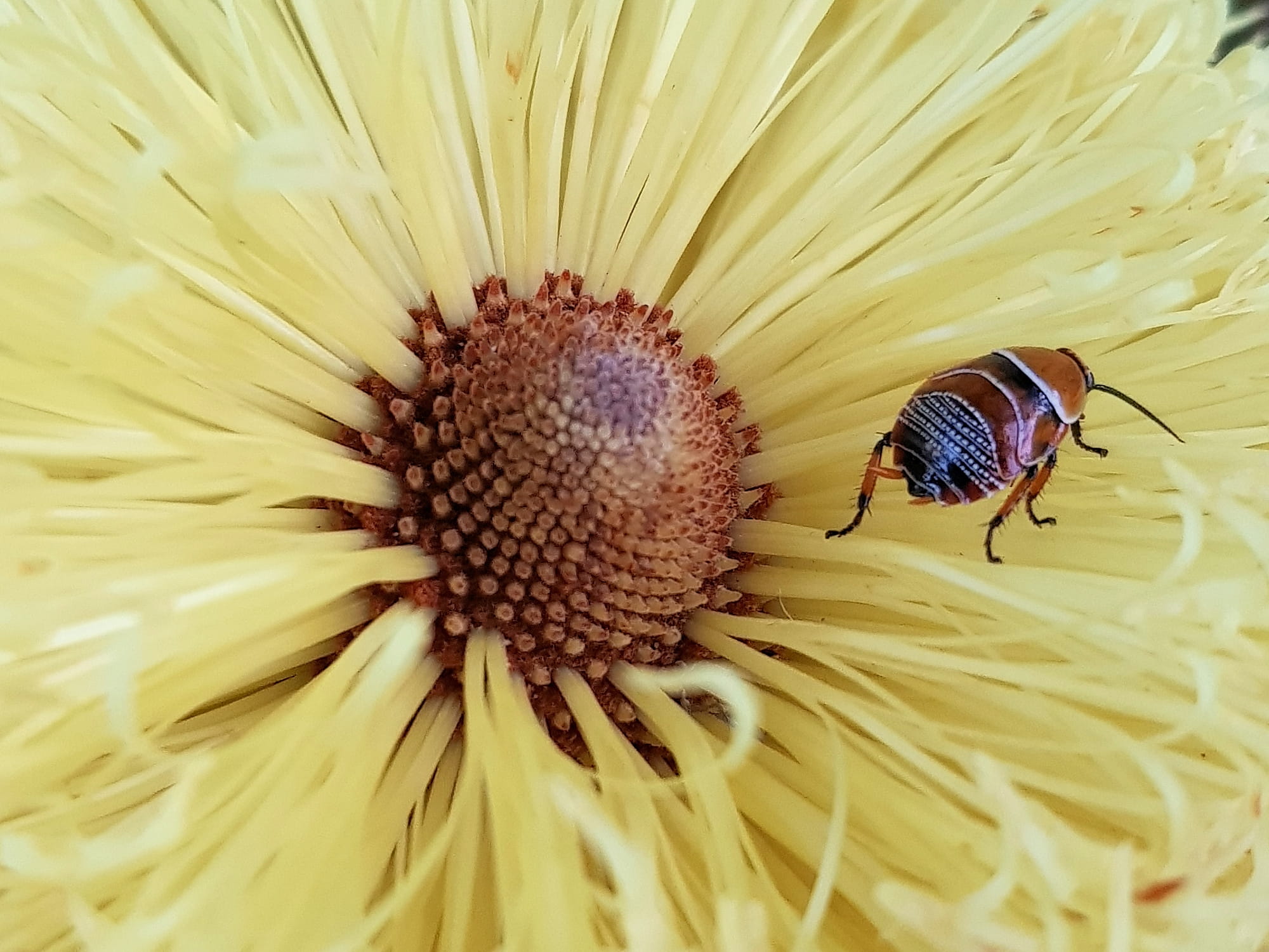 Ellipsidion – Ausemade