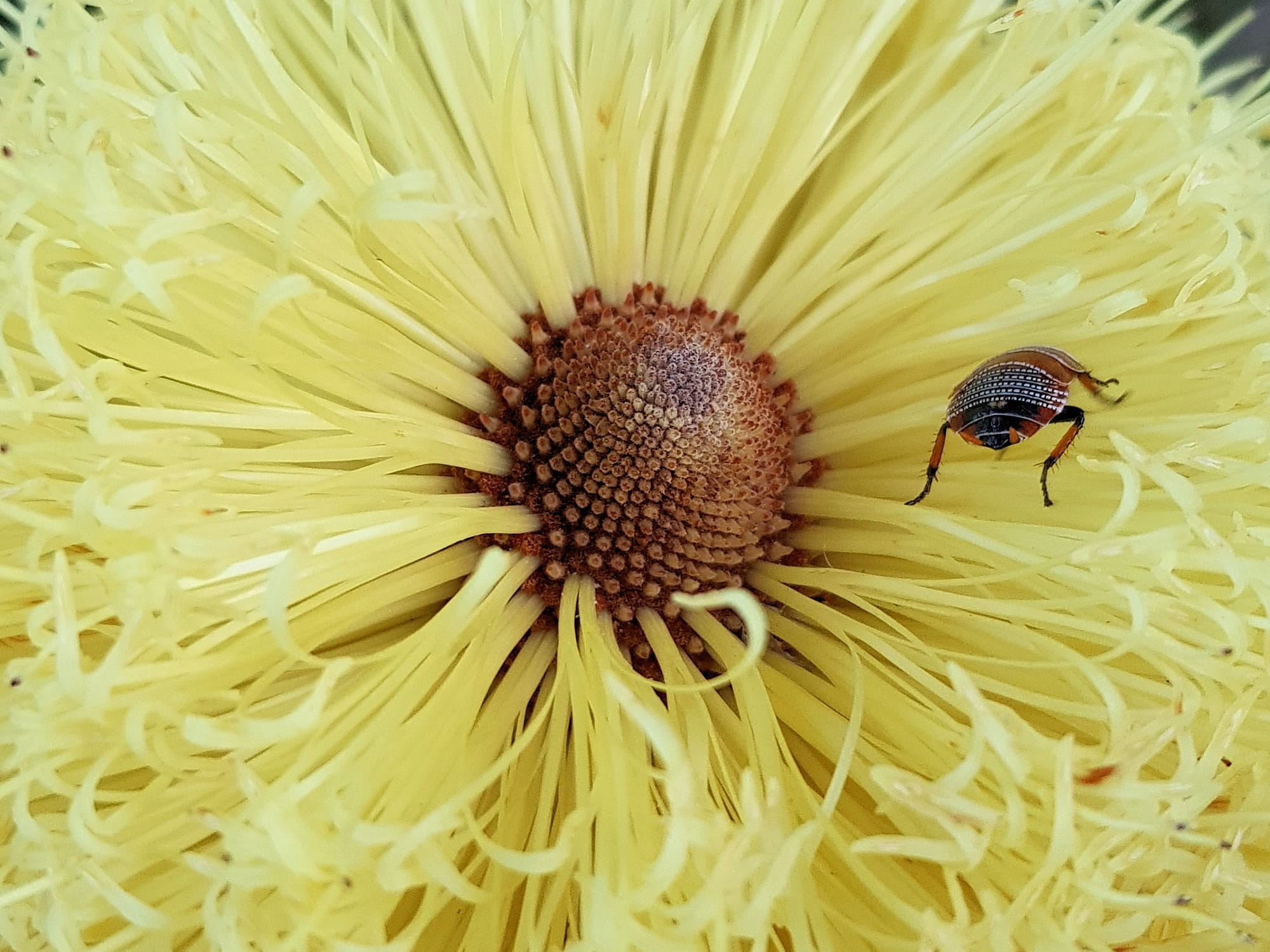 Ellipsidion – Ausemade