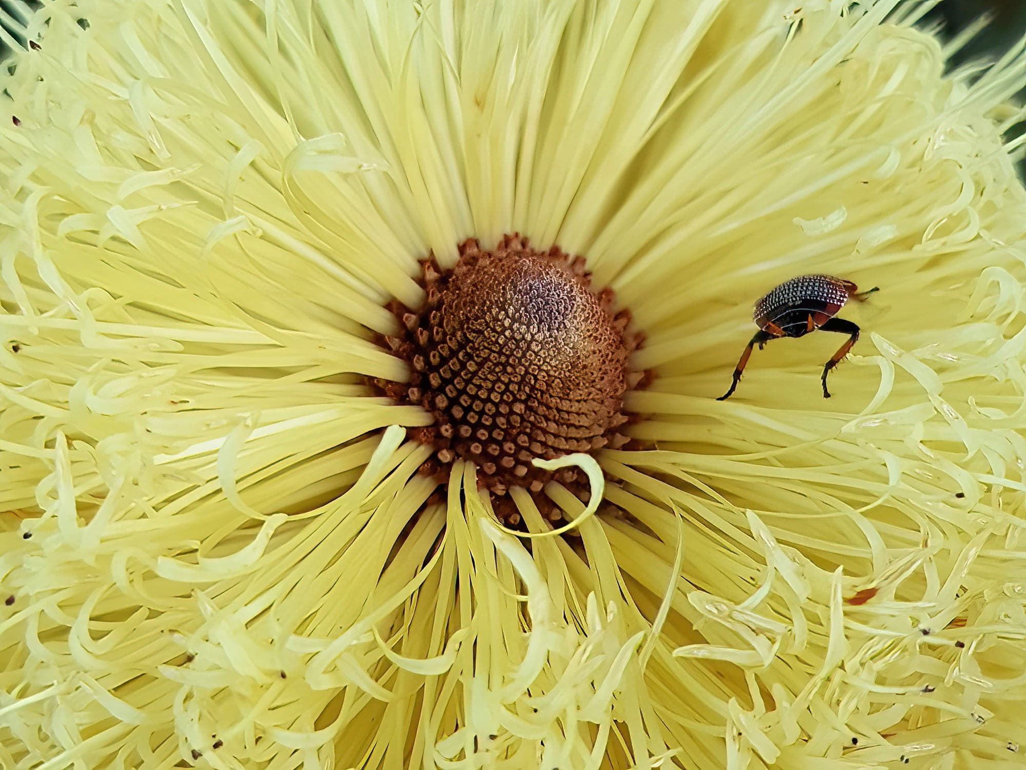 Ellipsidion – Ausemade