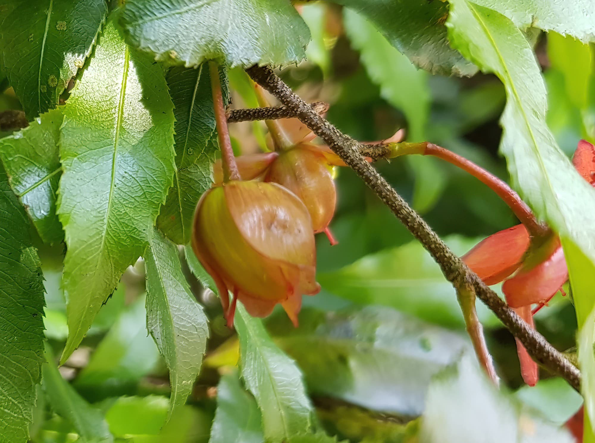 Ochna – Ausemade
