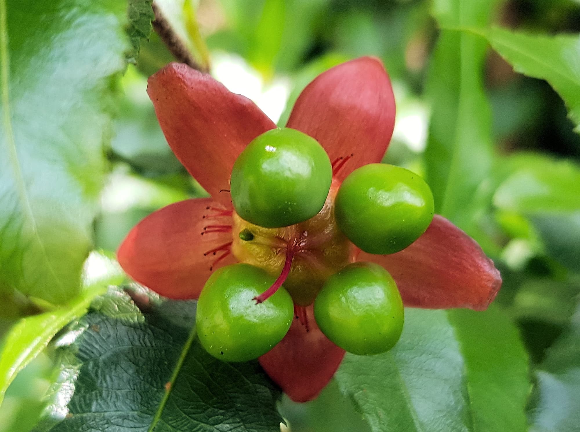 Ochna – Ausemade