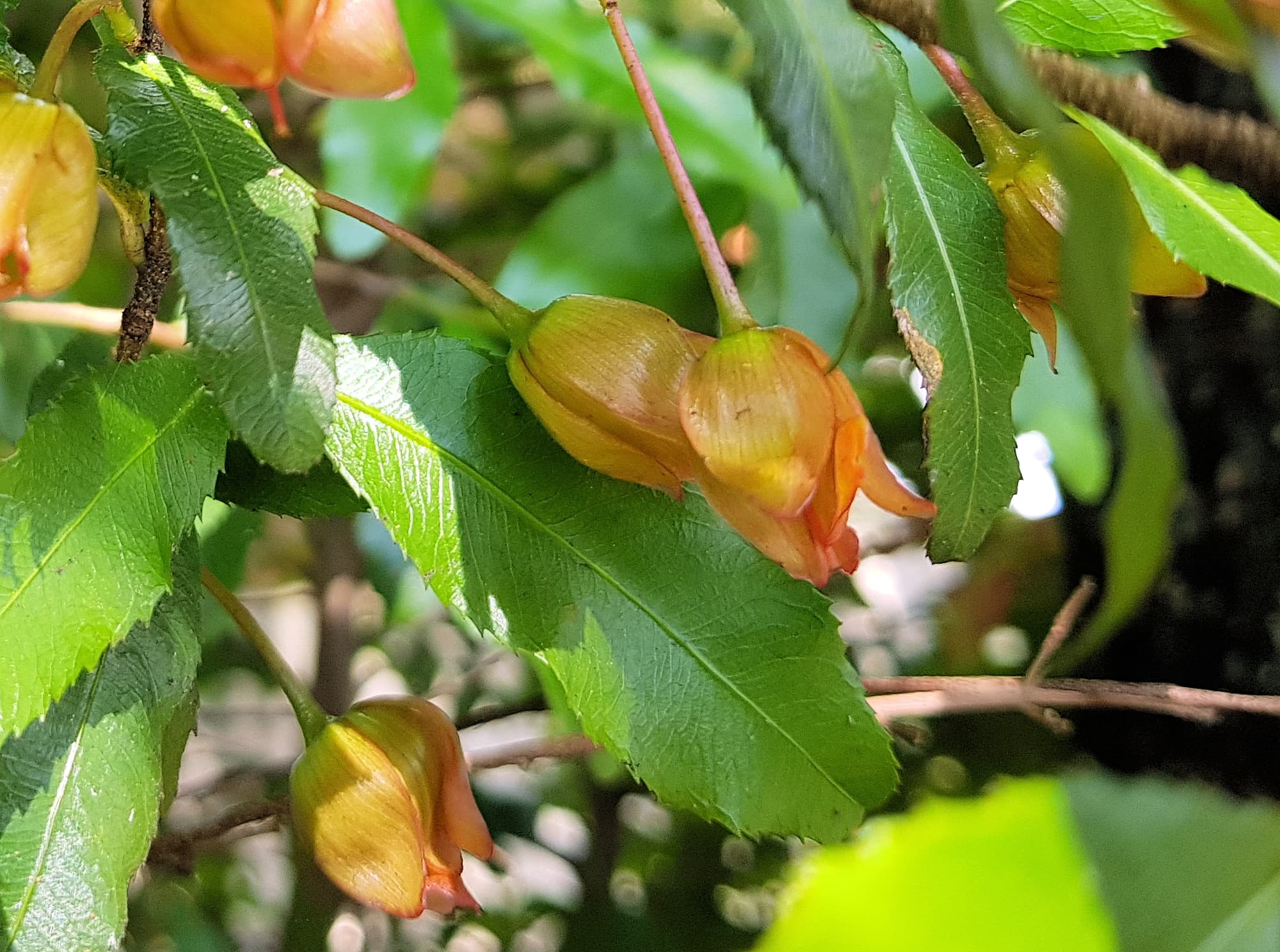Ochna – Ausemade