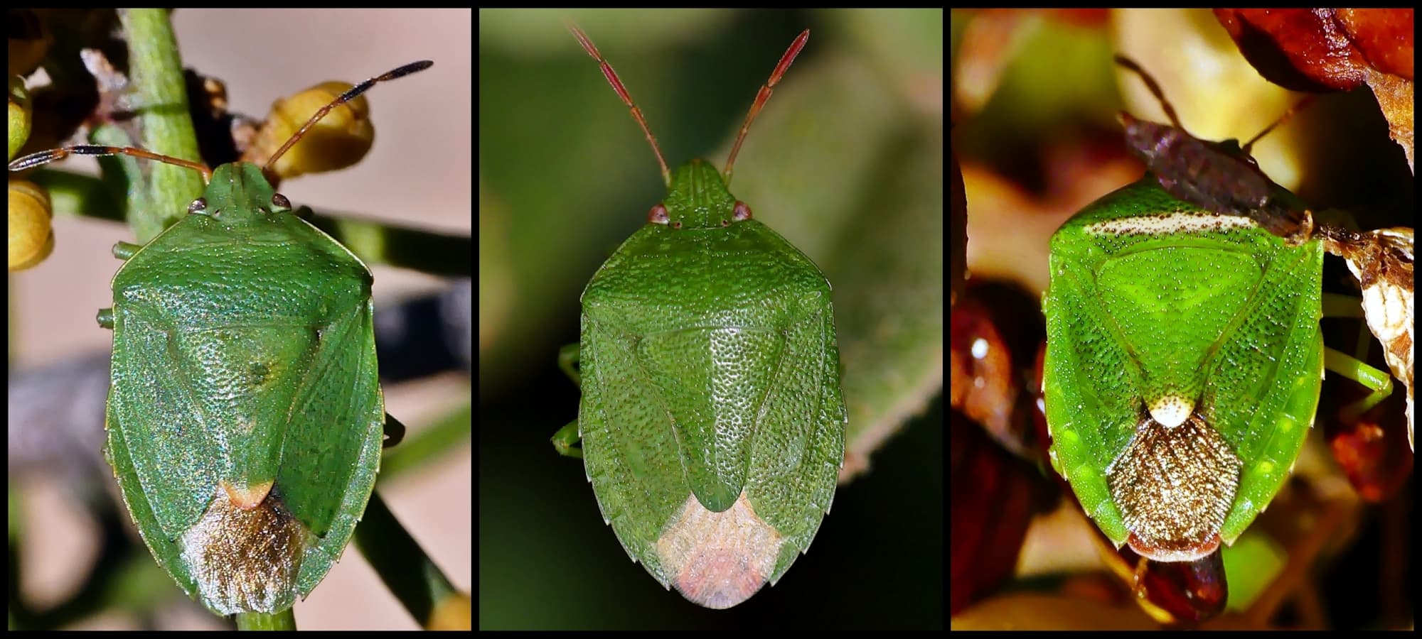 Shield Bugs – Stink Bugs – Ausemade