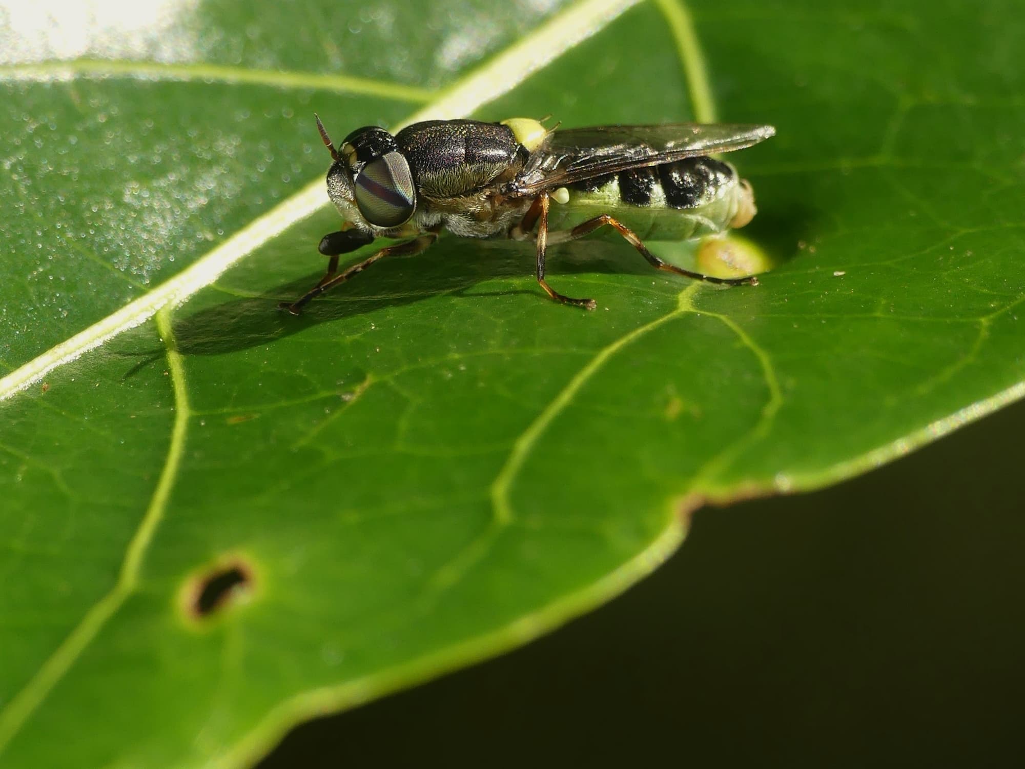 Odontomyia hunteri – Ausemade