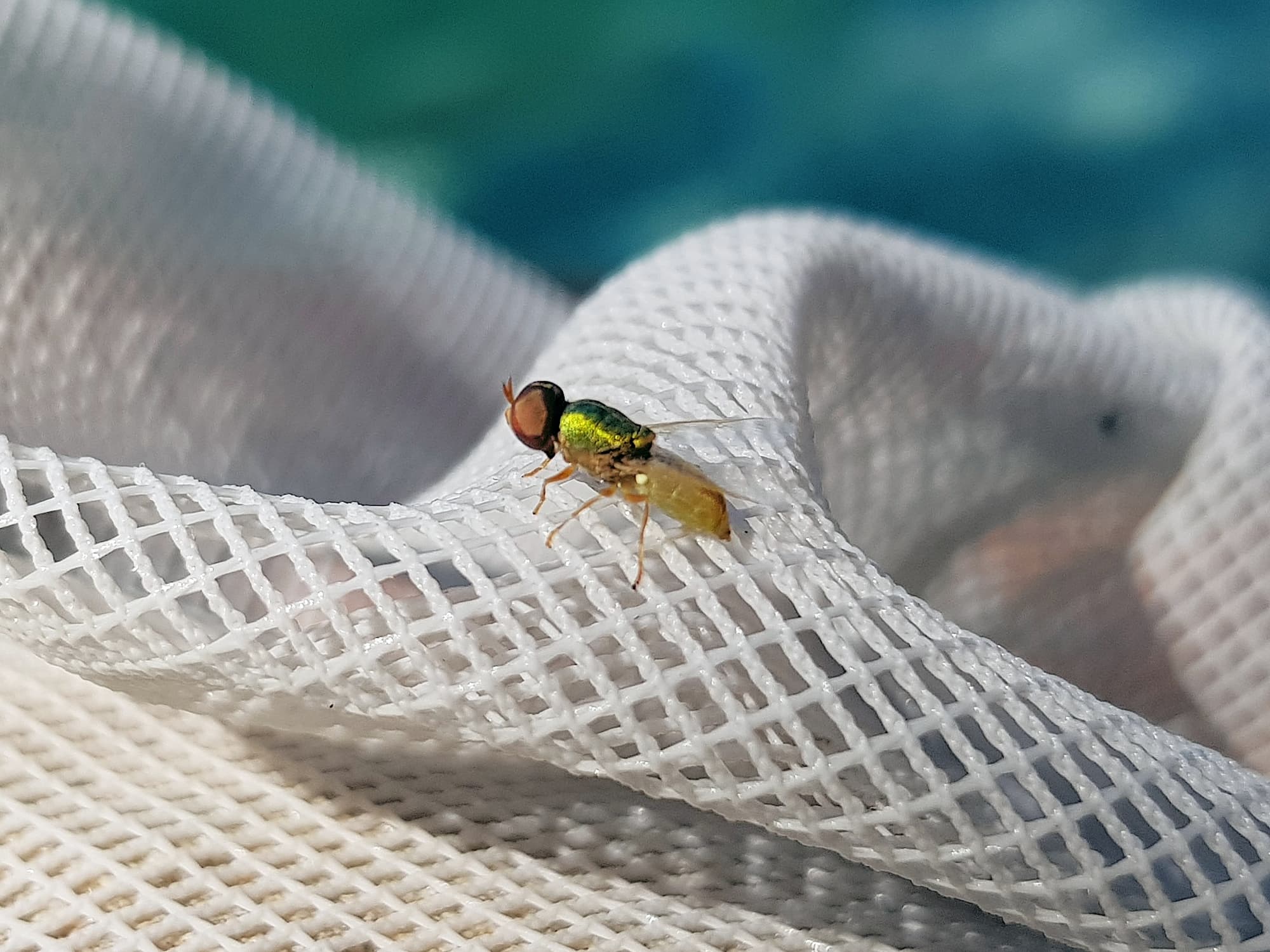 Odontomyia (Soldier Flies) – Ausemade