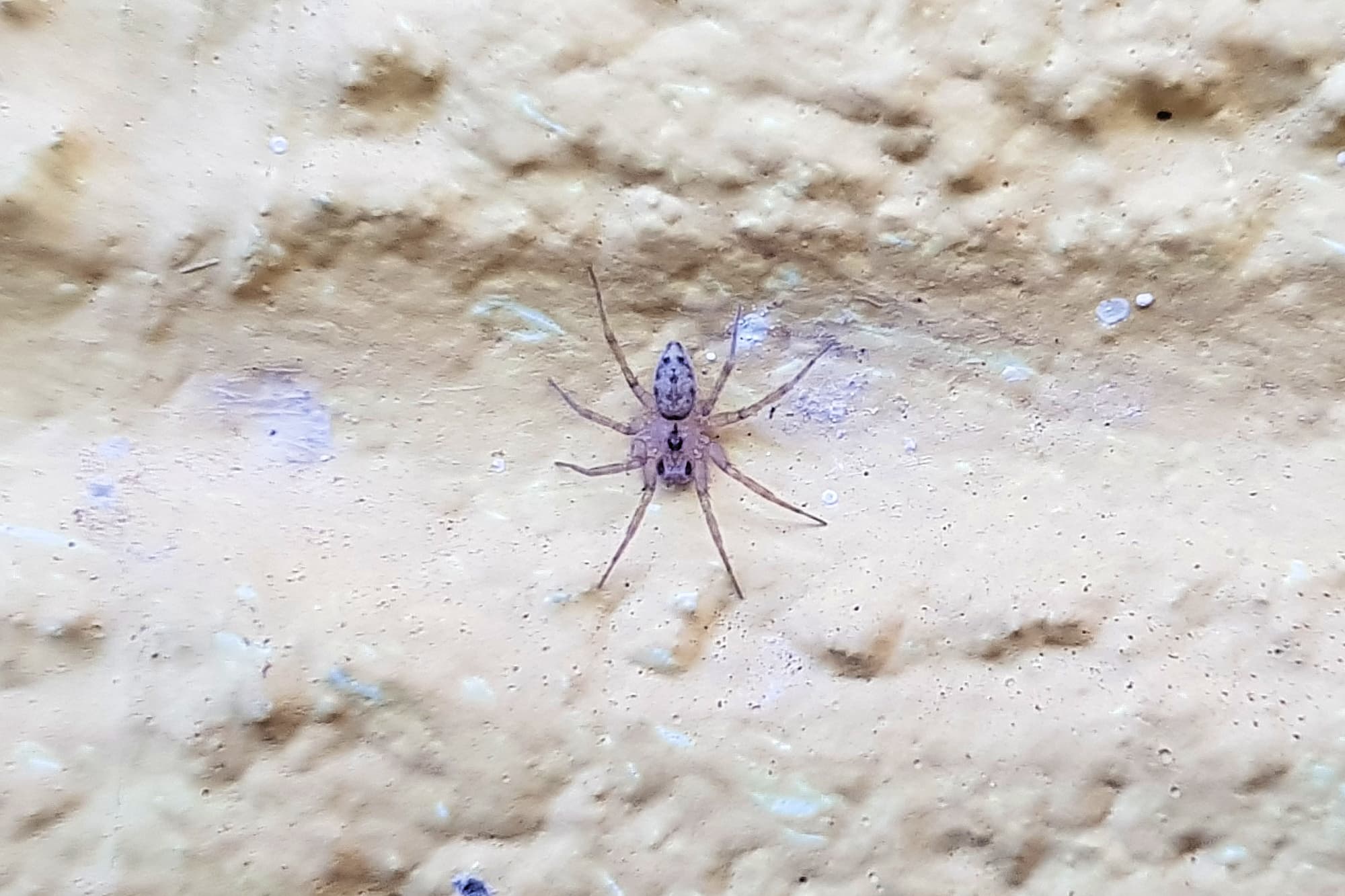 Oecobius sp – Ausemade