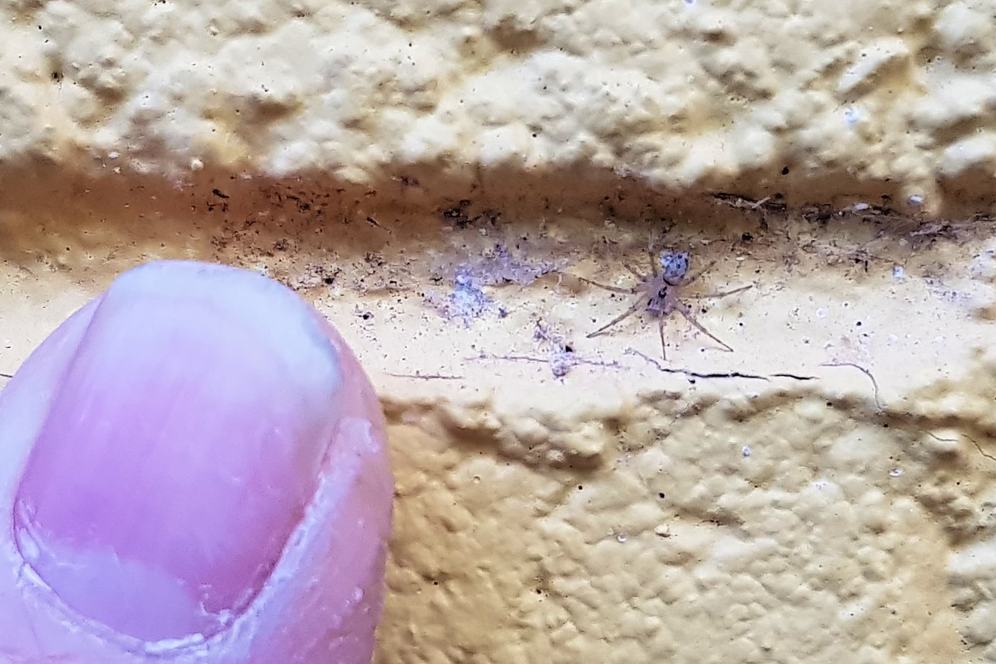 Oecobius sp – Ausemade