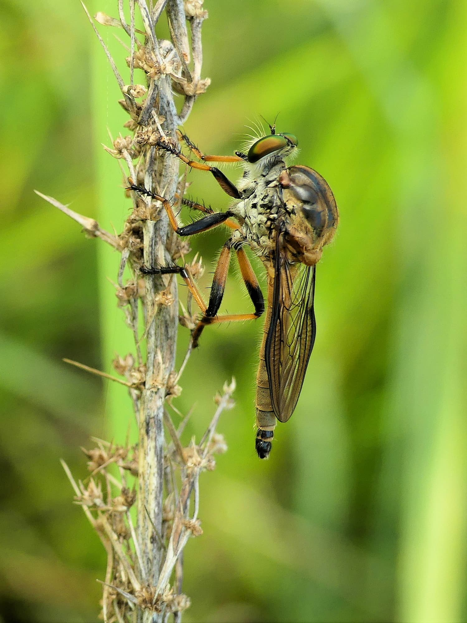 Robber Fly (Asilidae) – Ausemade