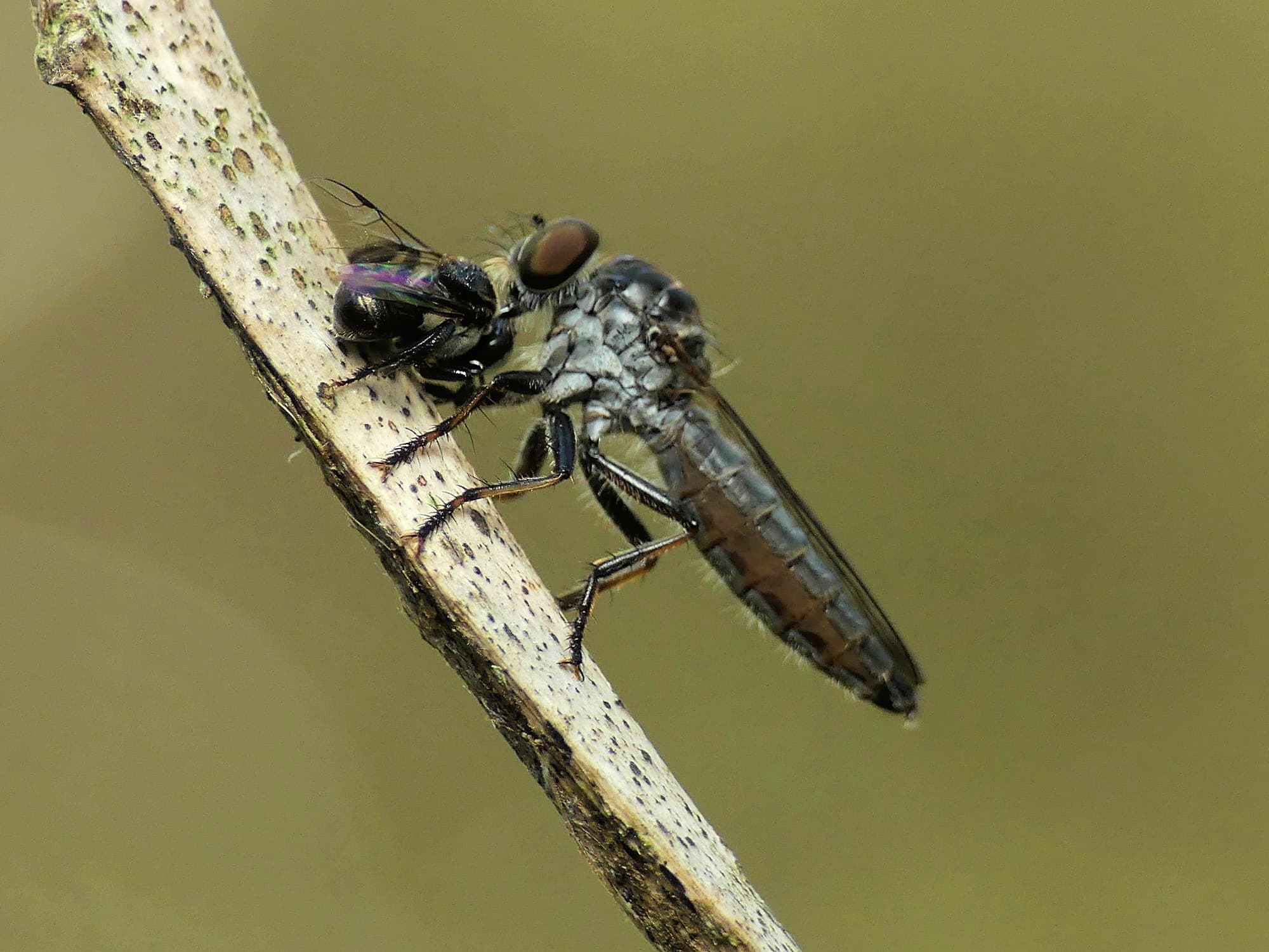 Robber Fly (Asilidae) – Ausemade