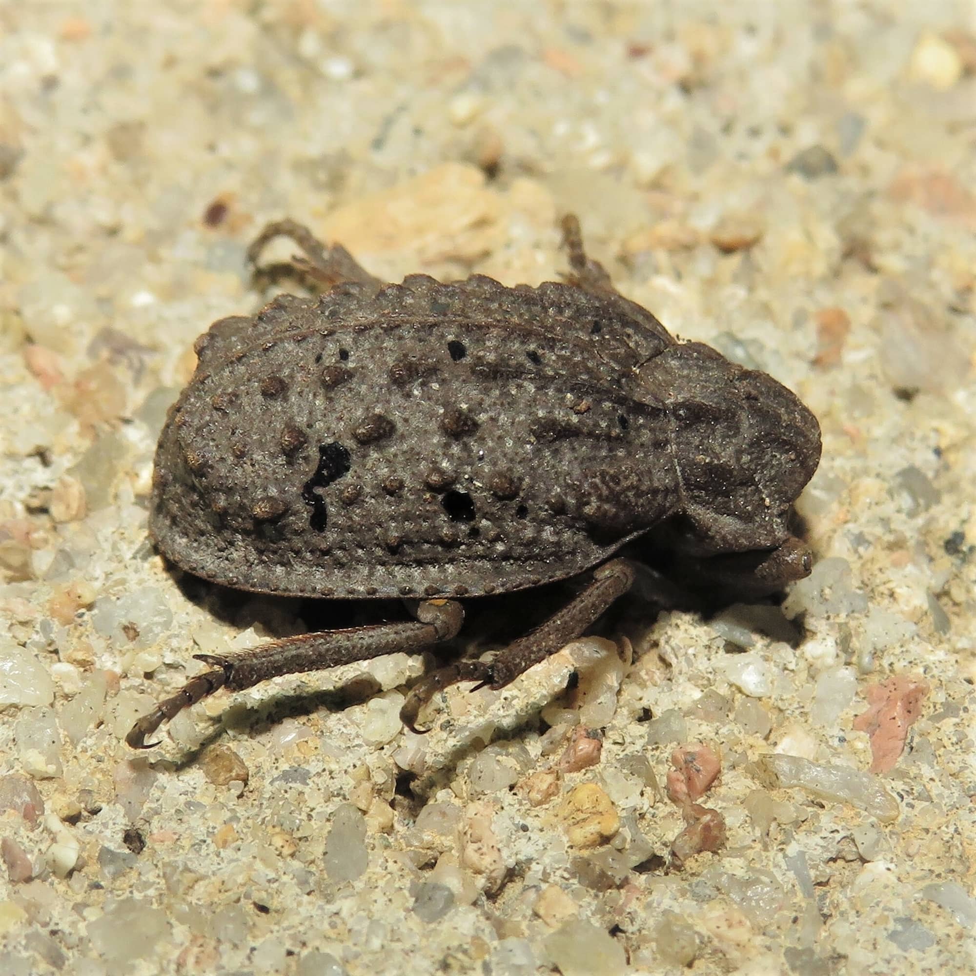 Omorgus – Ausemade