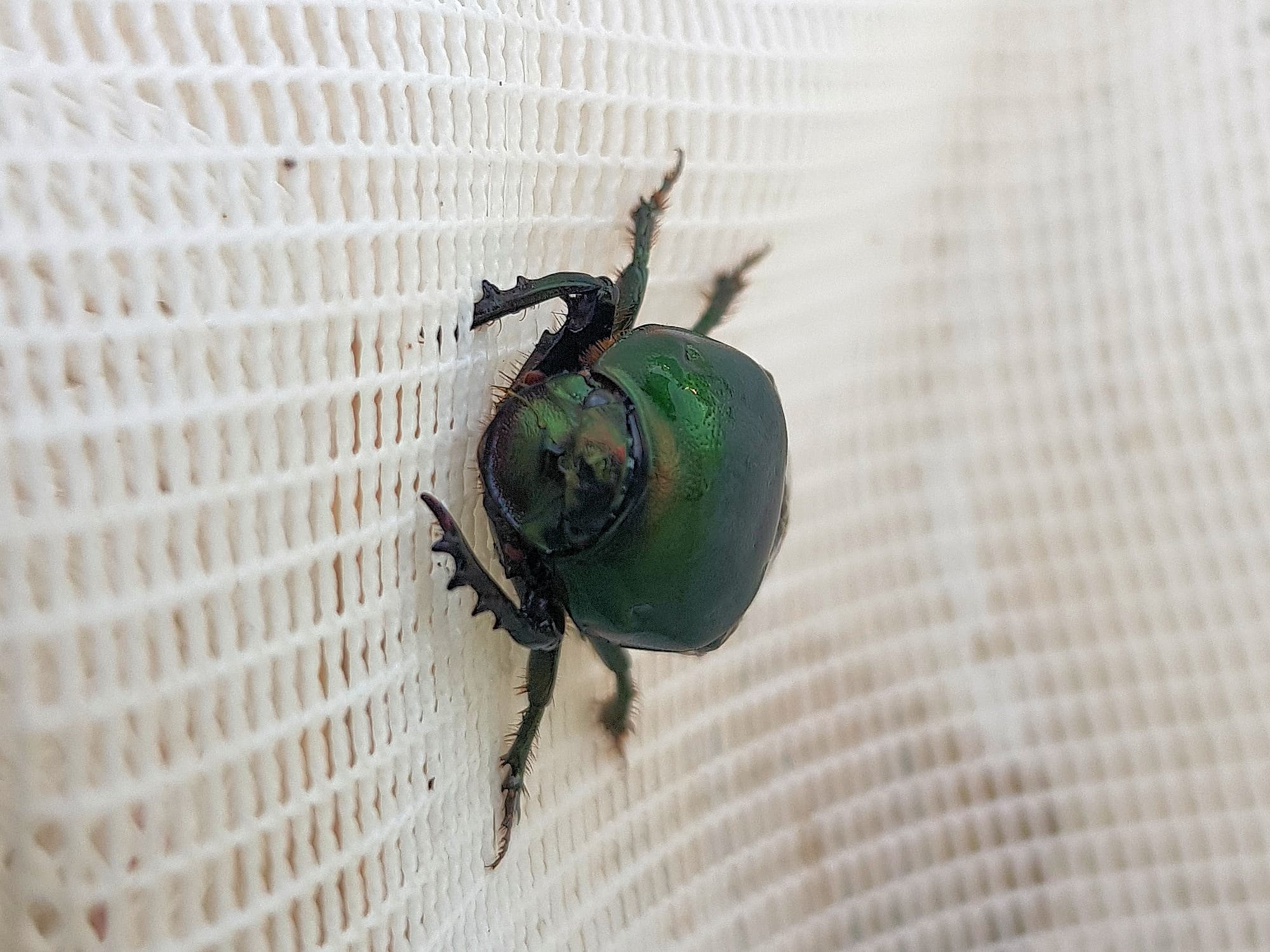 Onitis alexis – Ausemade