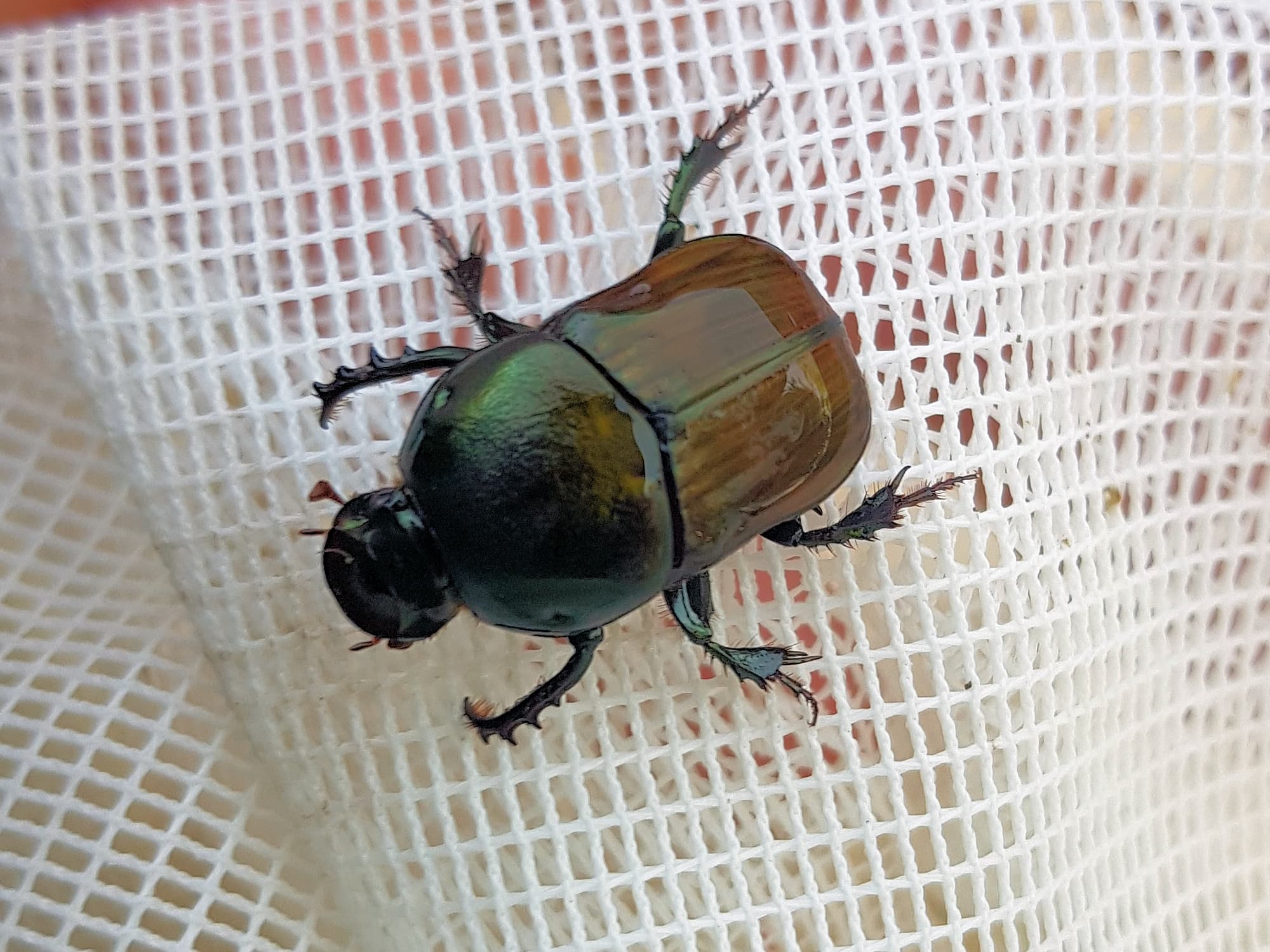 Onitis alexis – Ausemade