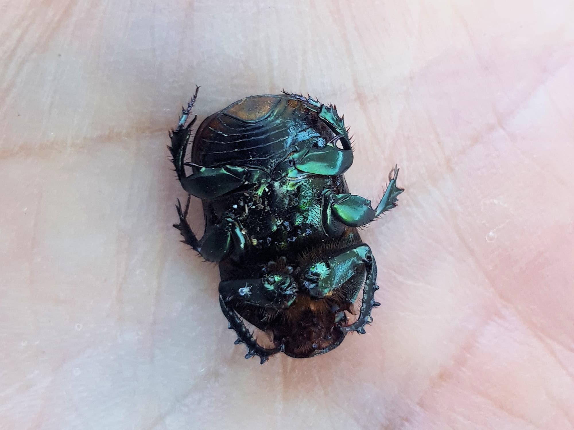 Onitis alexis – Ausemade