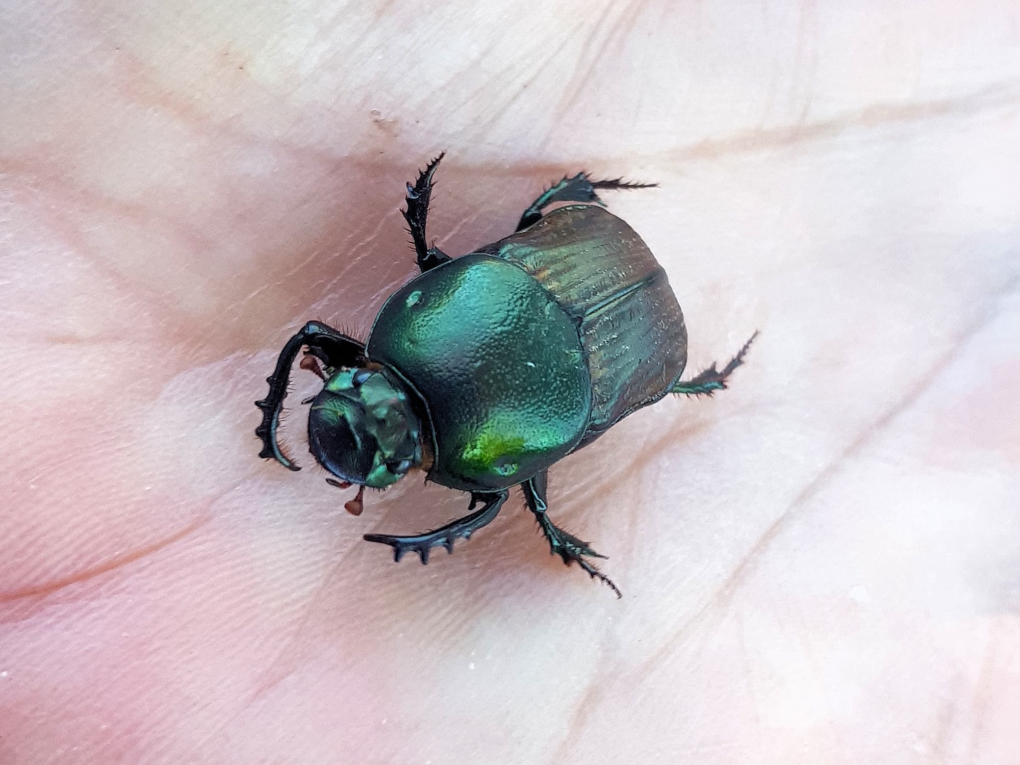 Onitis alexis – Ausemade