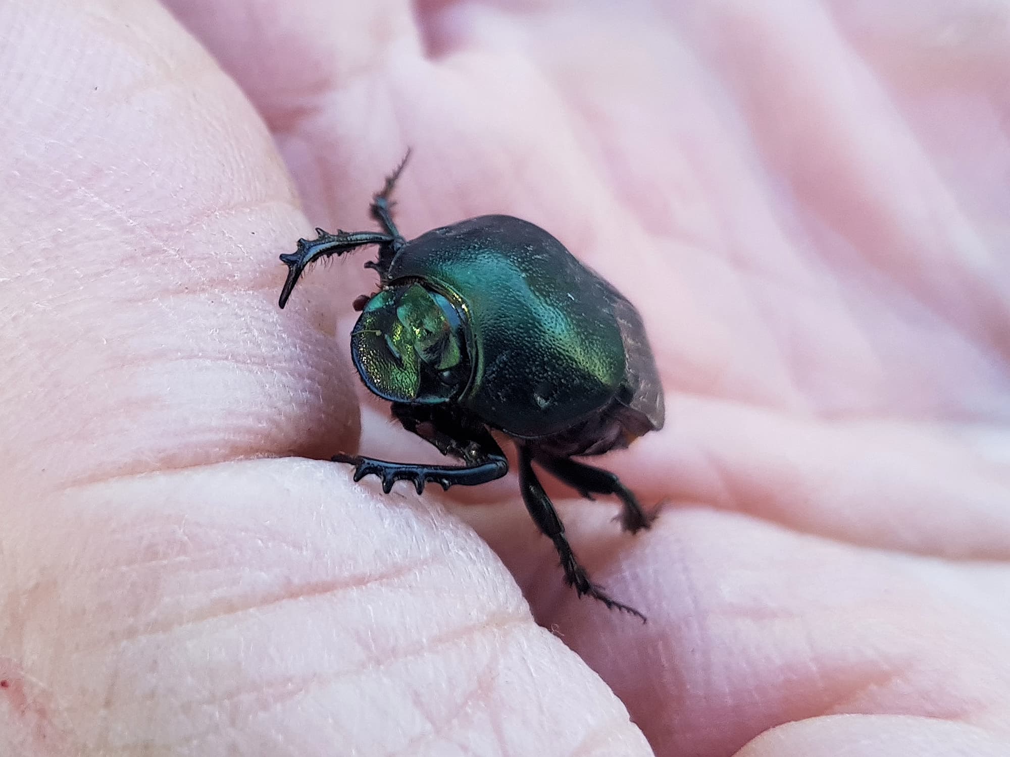 Onitis alexis – Ausemade