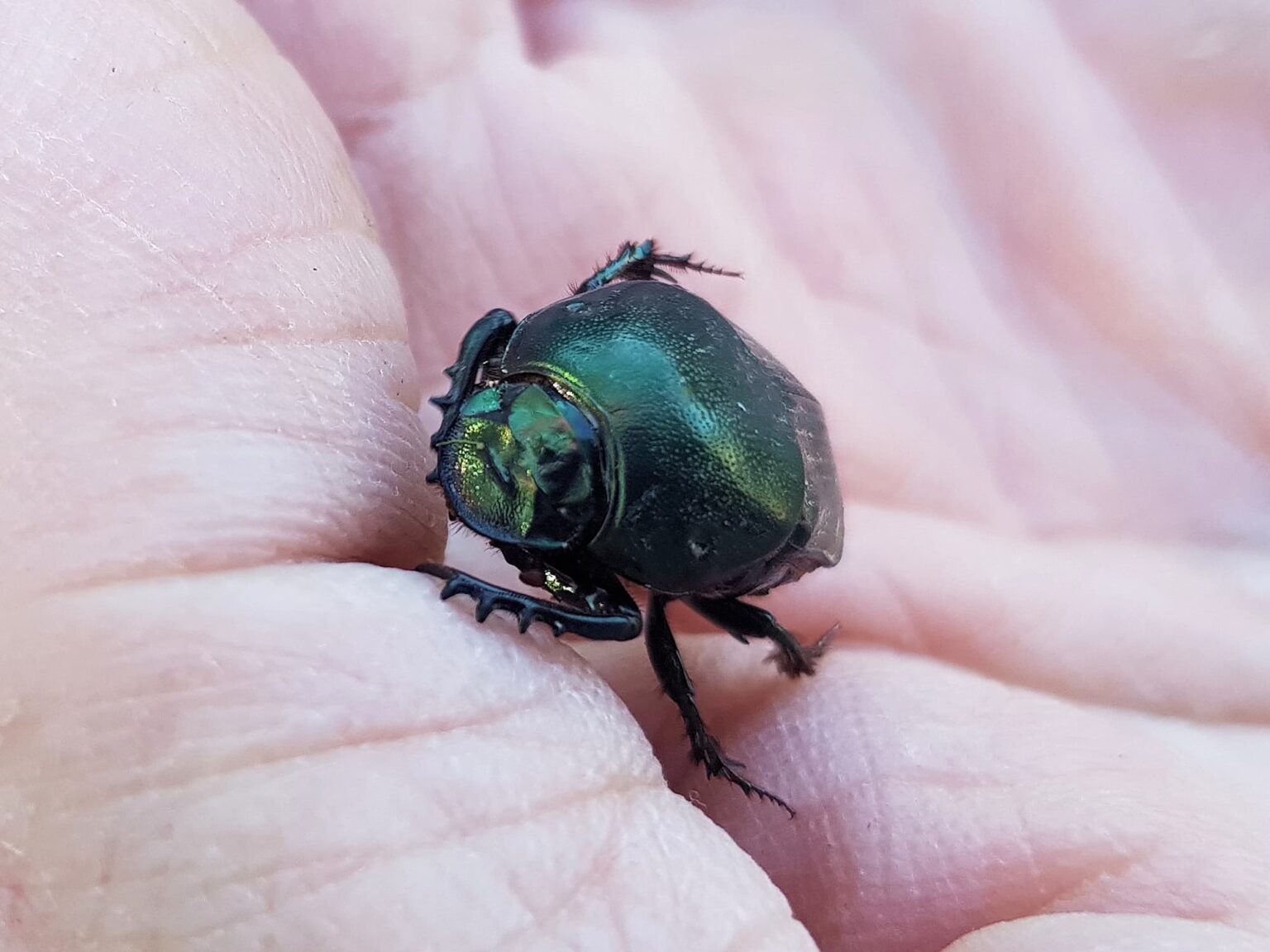 Onitis alexis – Ausemade