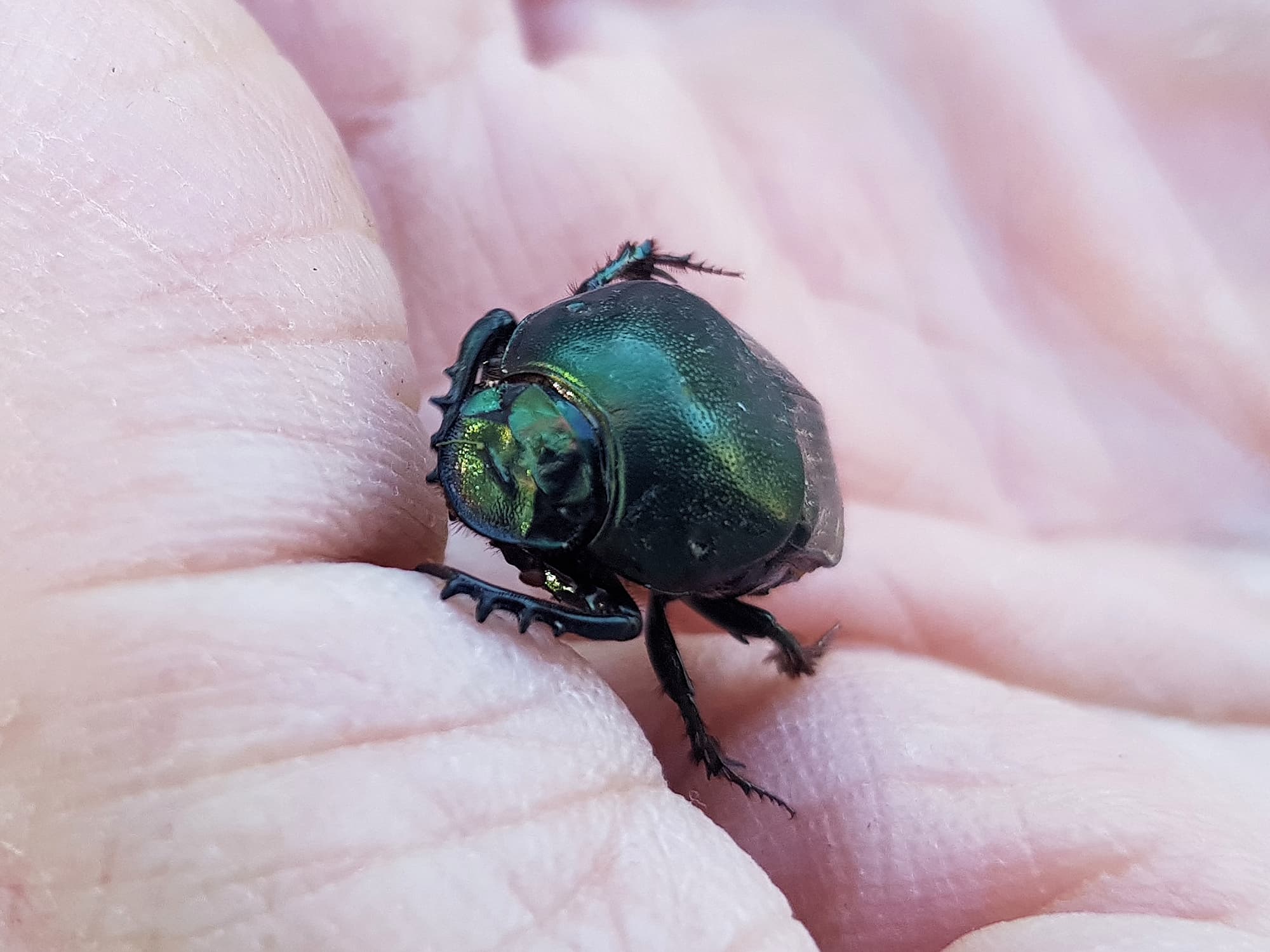 Onitis alexis – Ausemade