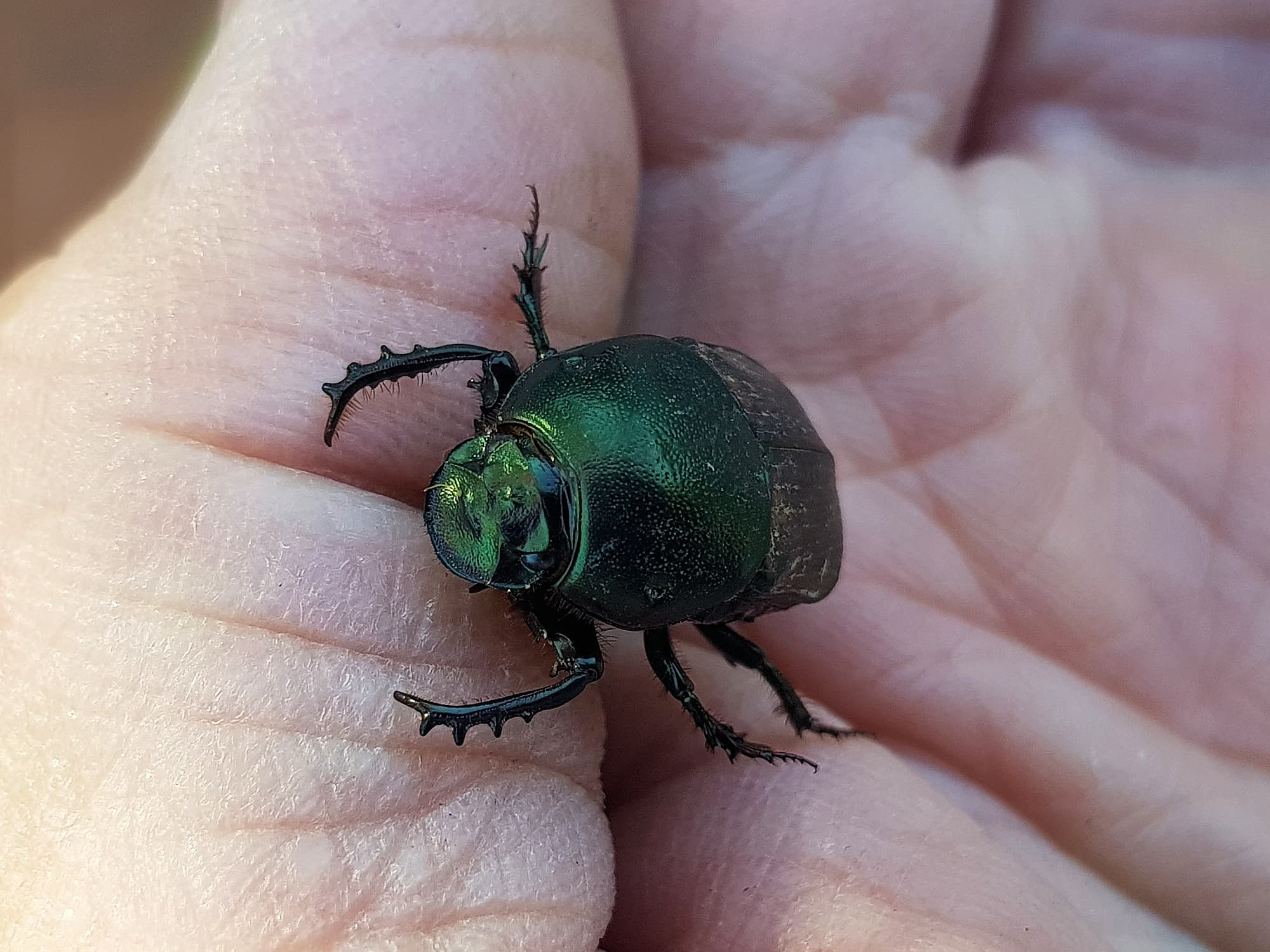 Onitis alexis – Ausemade