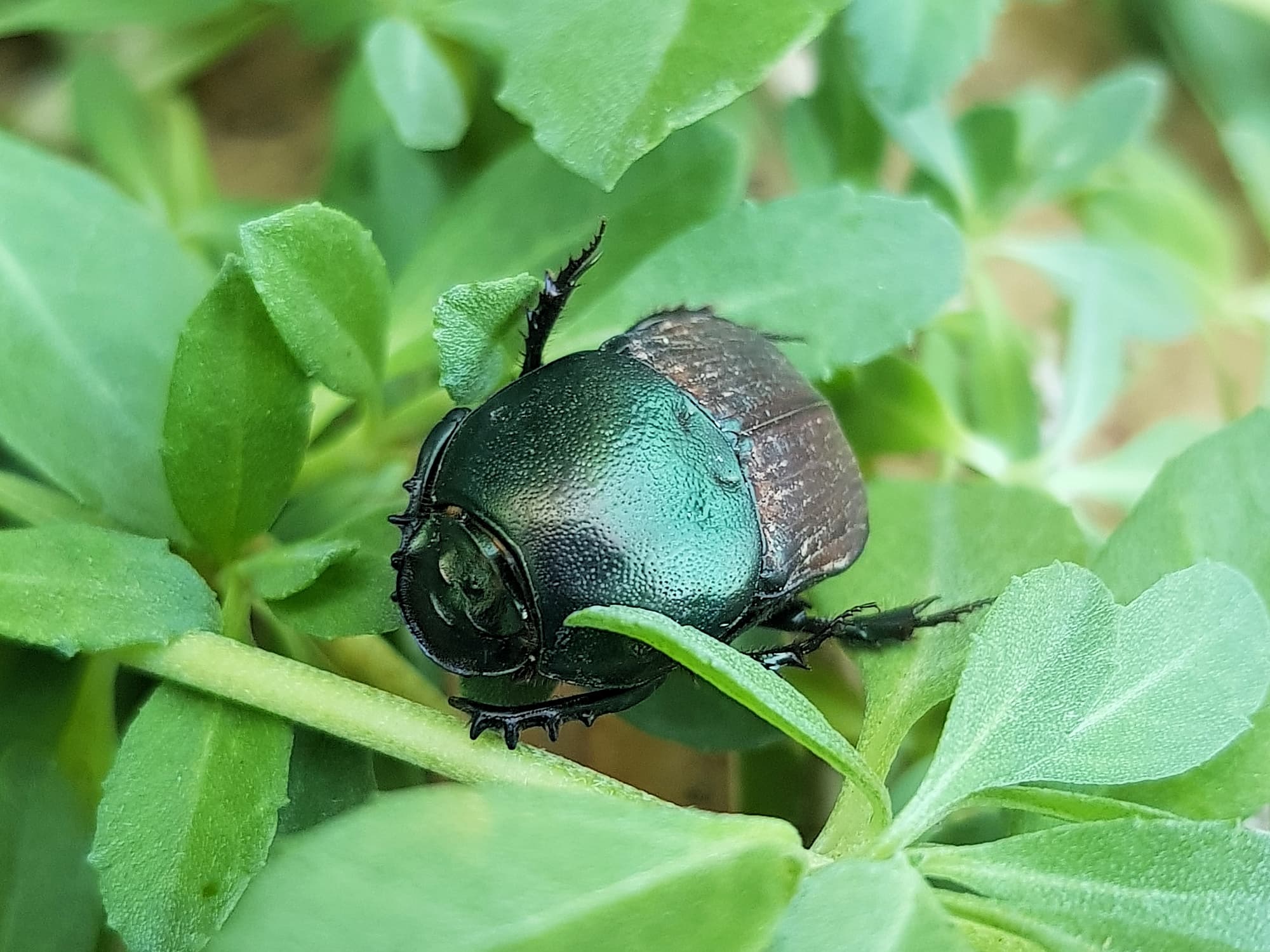 Onitis alexis – Ausemade