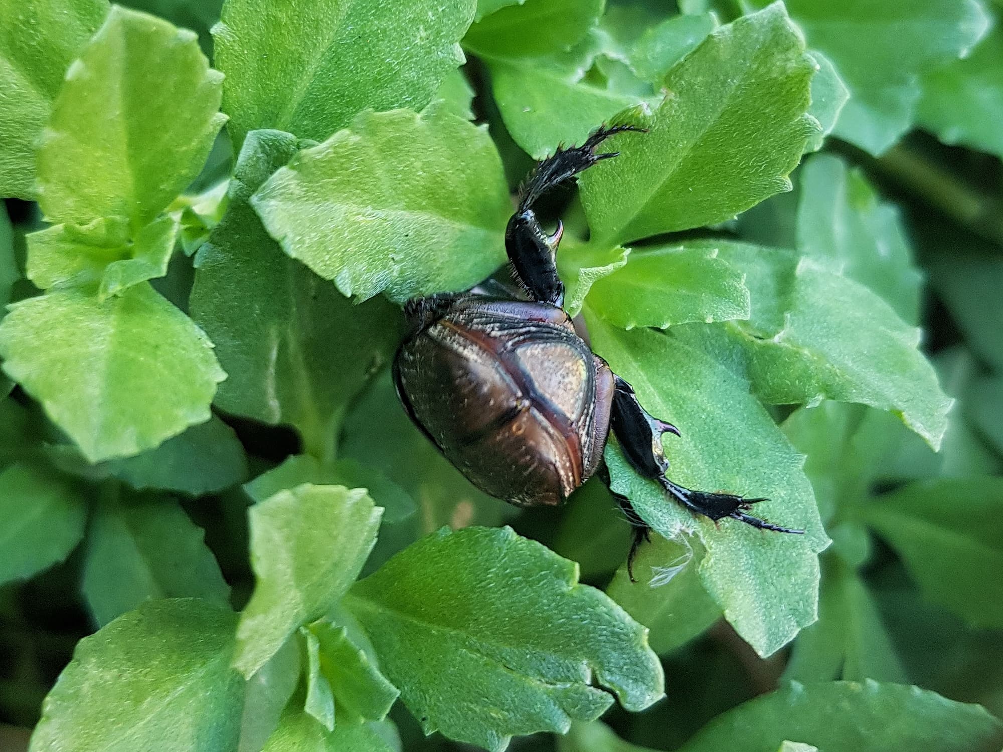 Onitis alexis – Ausemade