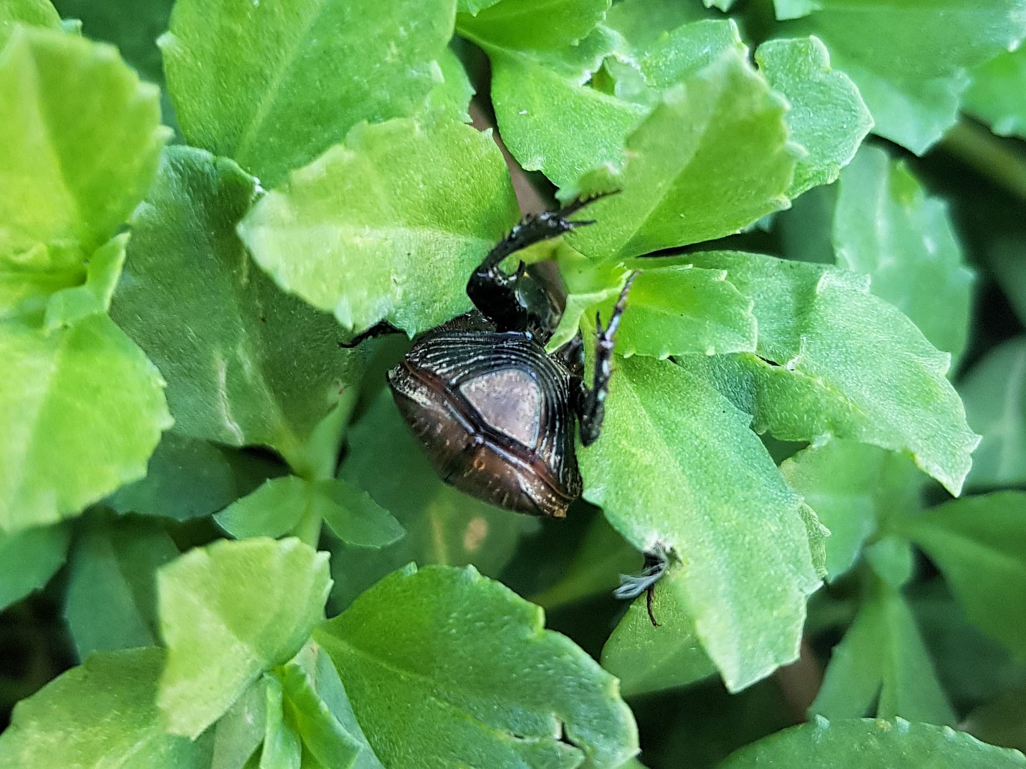 Onitis alexis – Ausemade