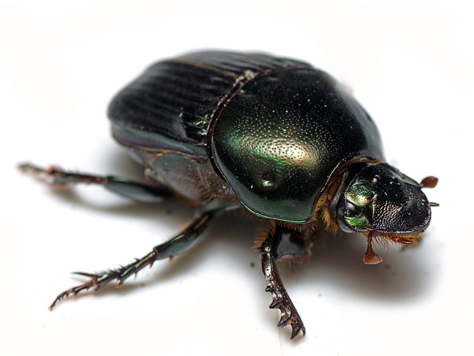 Onitis viridulus – Ausemade