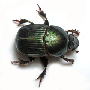 Onitis viridulus – Ausemade