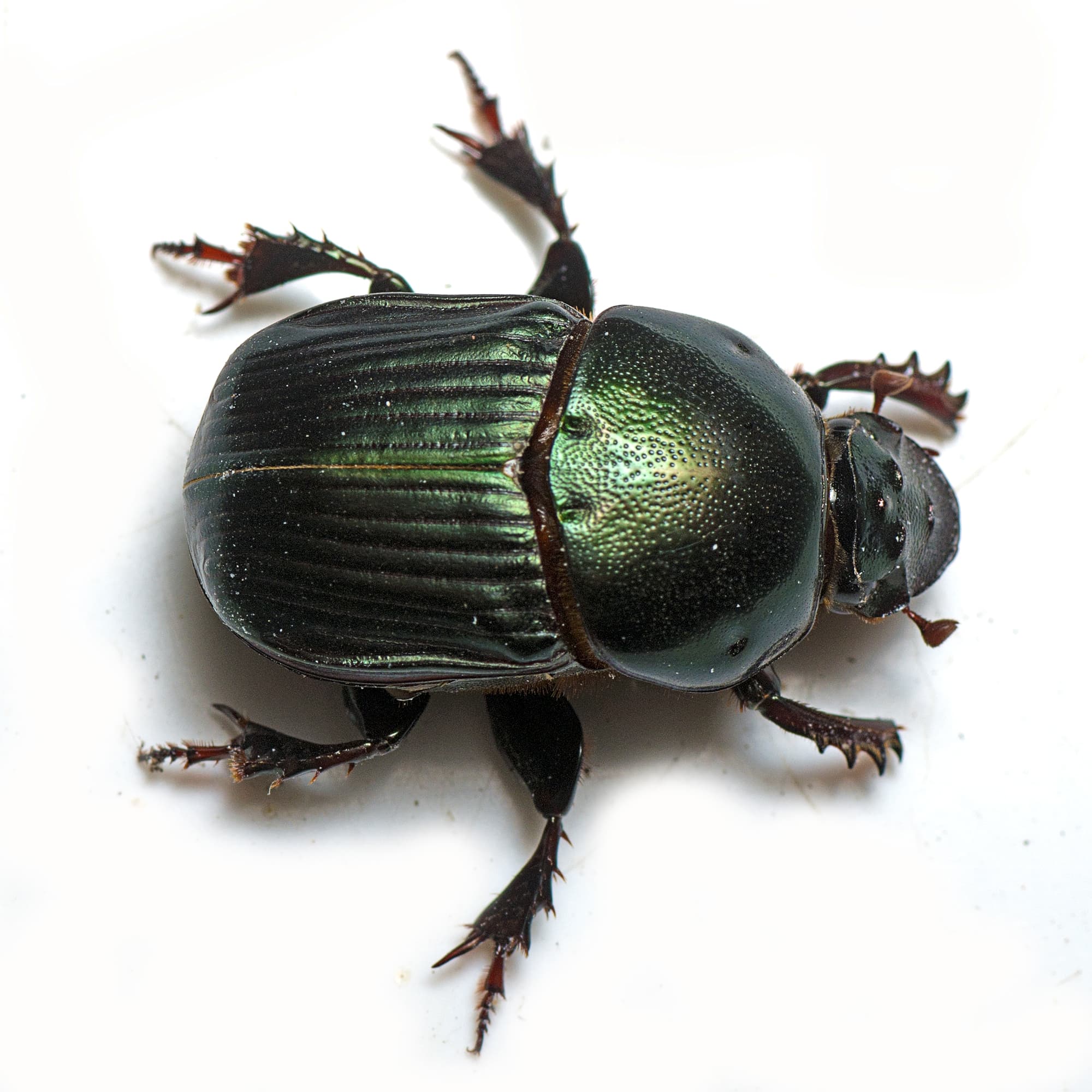 Onitis viridulus – Ausemade