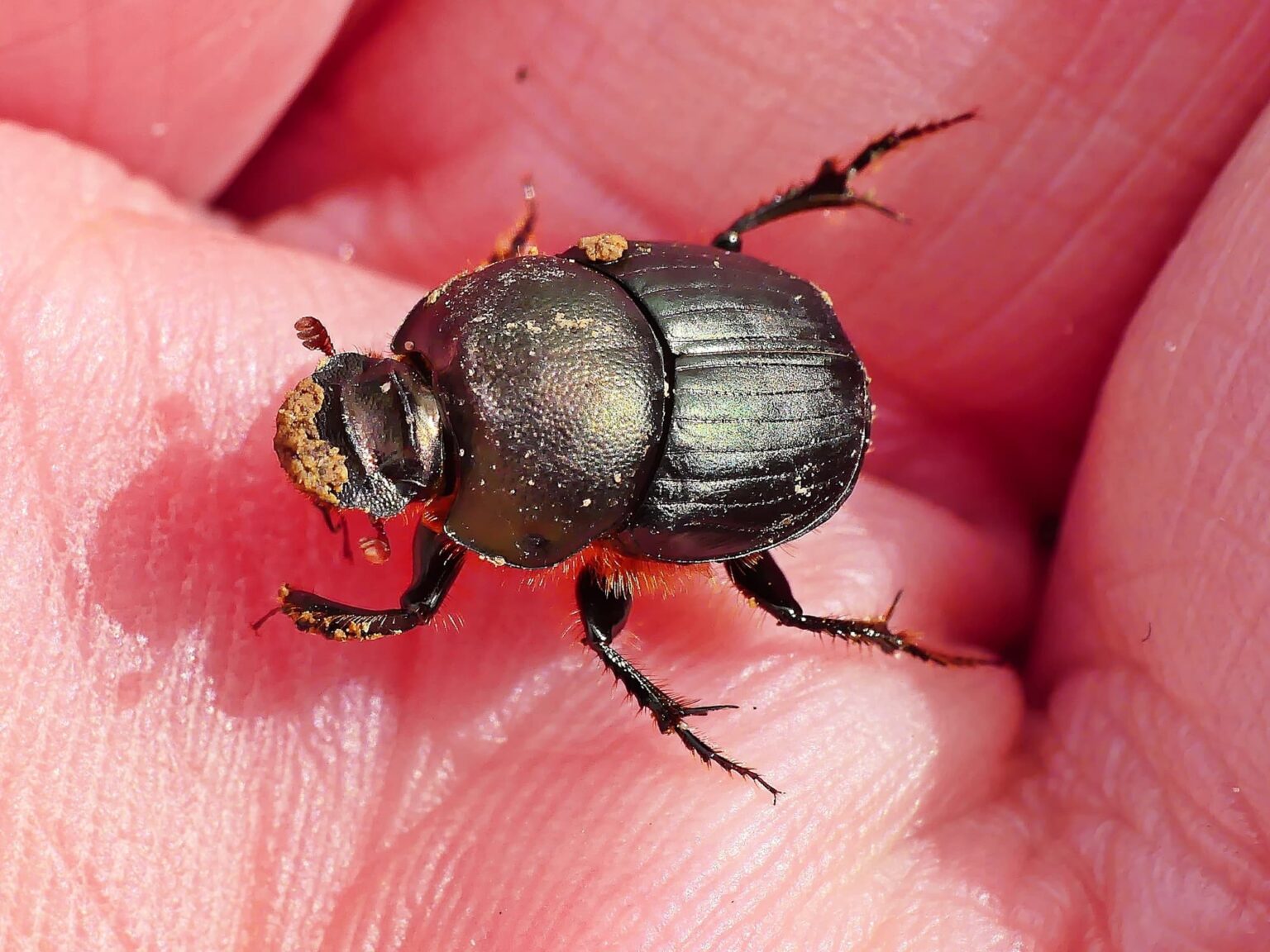 Onthophagus australis – Ausemade