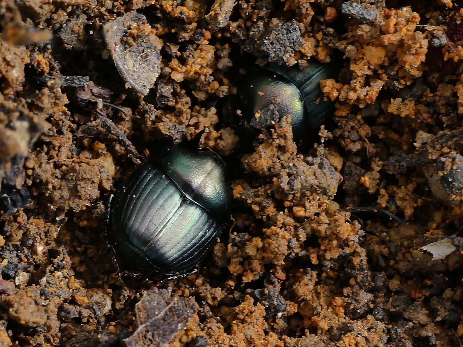 Onthophagus australis – Ausemade