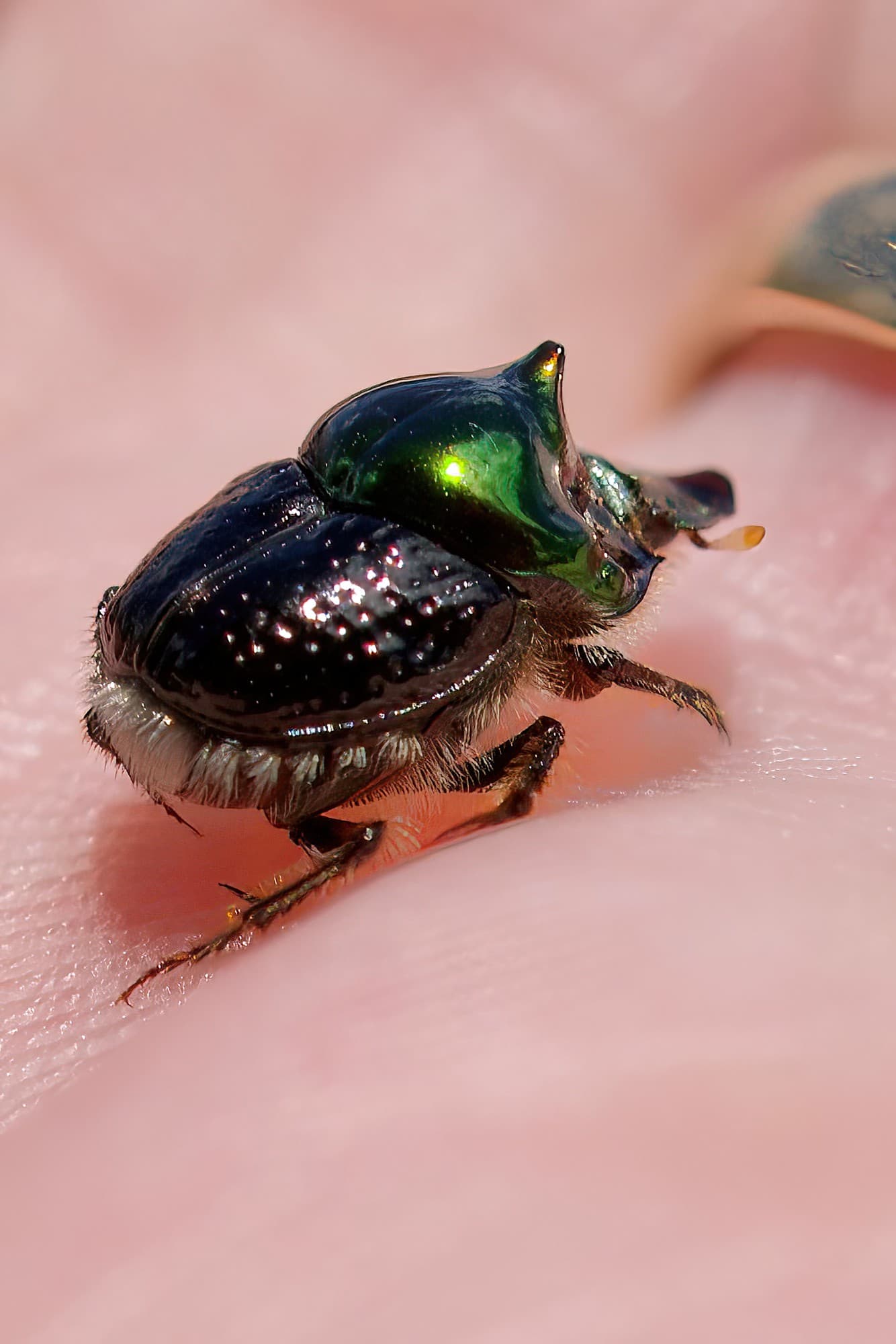 Onthophagus dandalu (Dung Beetle) – Ausemade