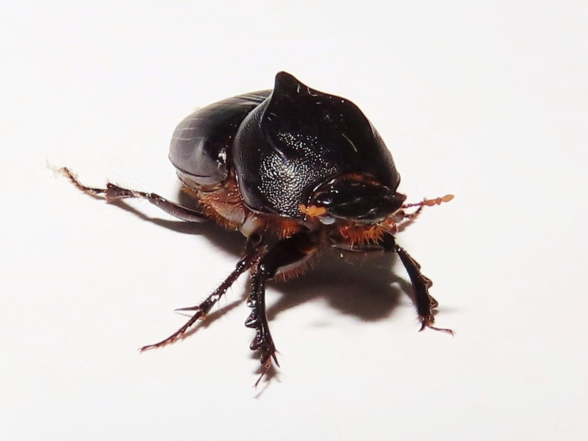 Onthophagus declivis (Dung Beetle) – Ausemade