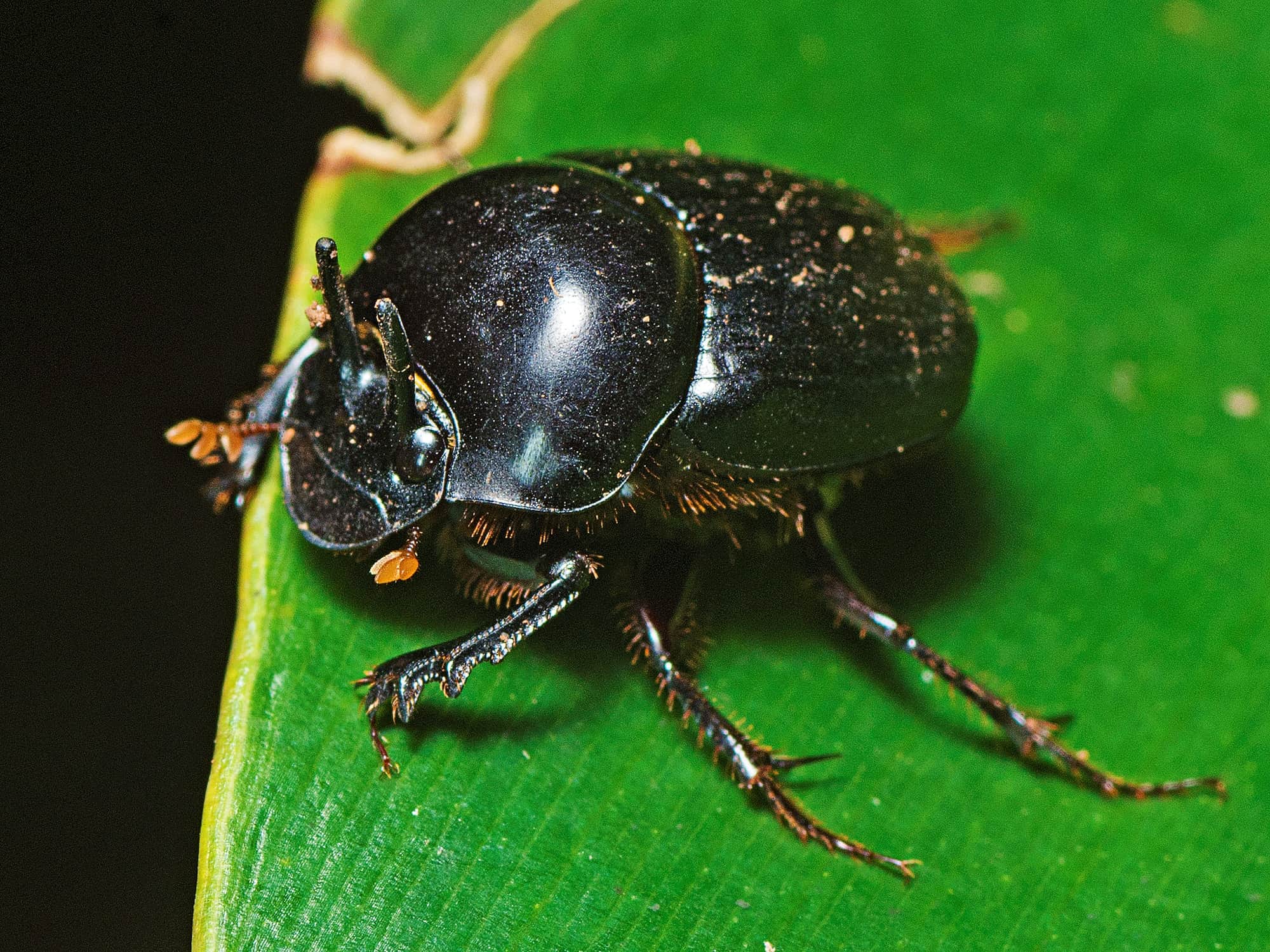 Onthophagus neostenocerus – Ausemade