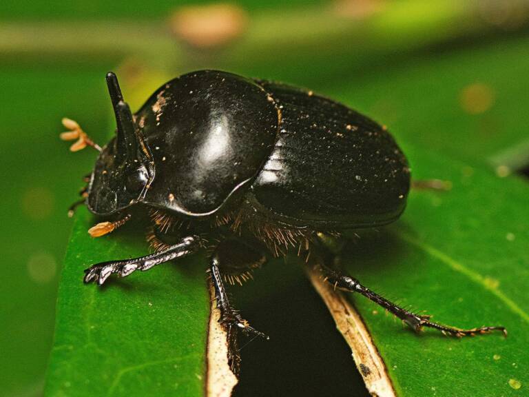 Onthophagus neostenocerus – Ausemade