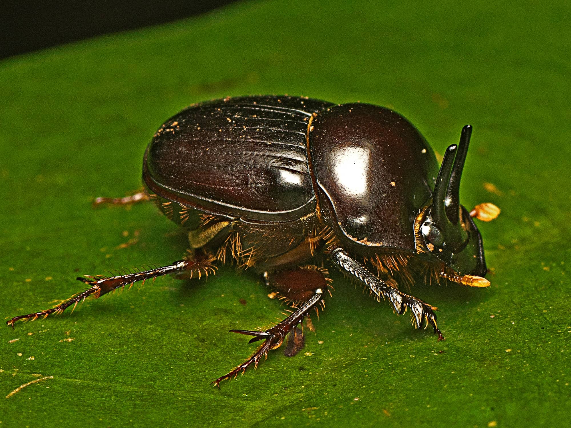 Onthophagus neostenocerus – Ausemade