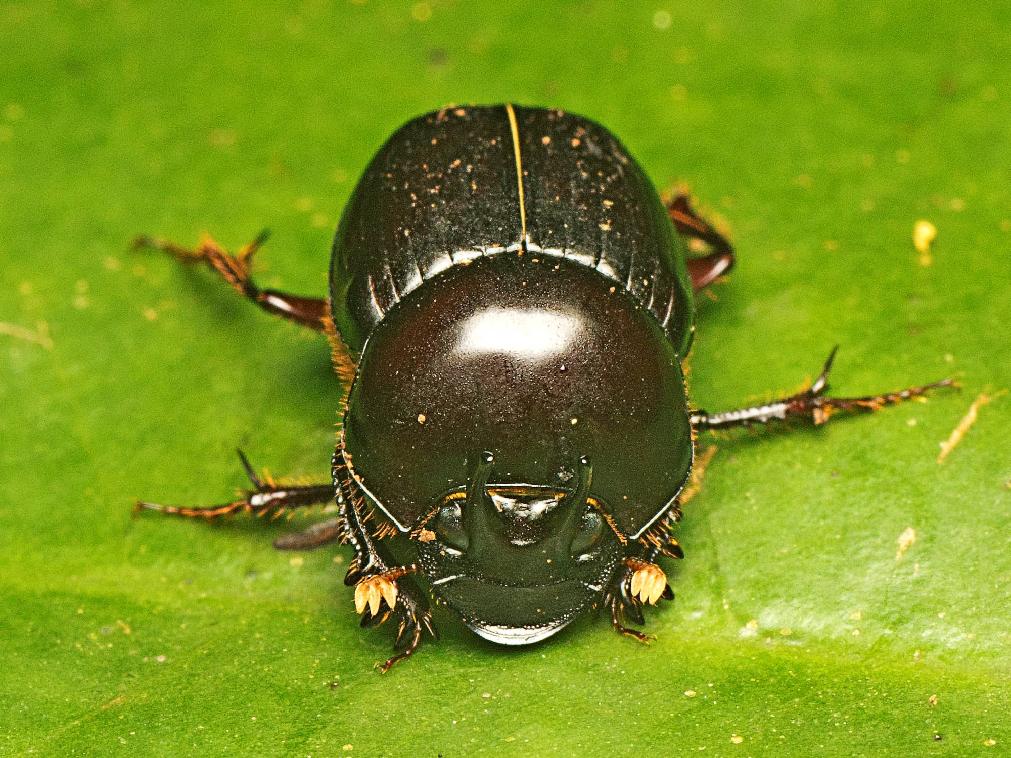 Onthophagus neostenocerus – Ausemade
