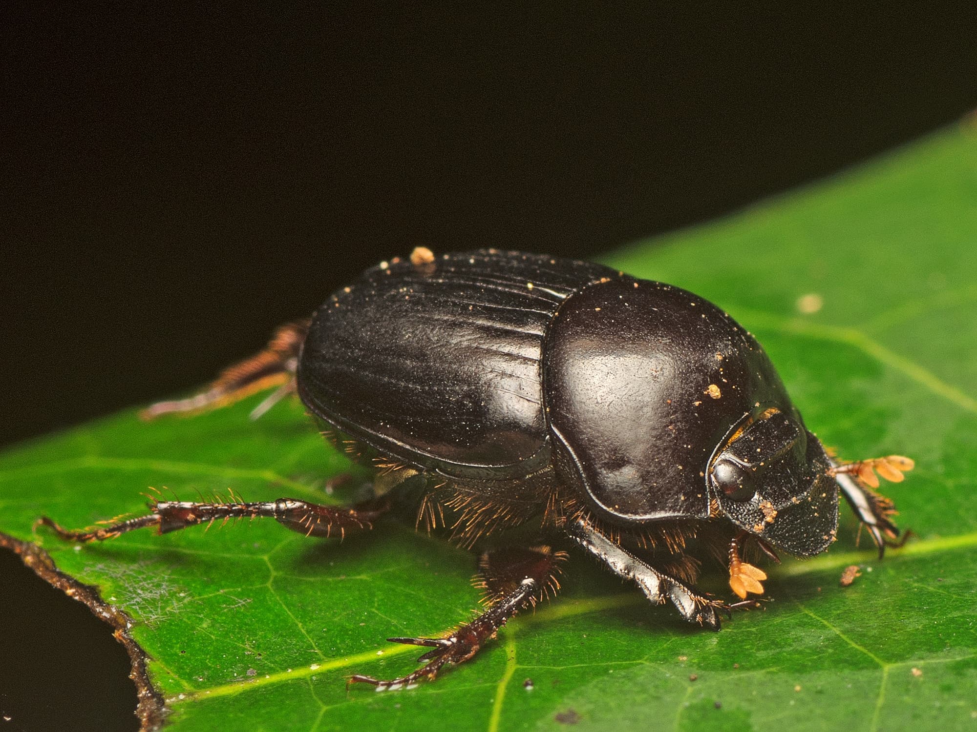 Onthophagus neostenocerus – Ausemade