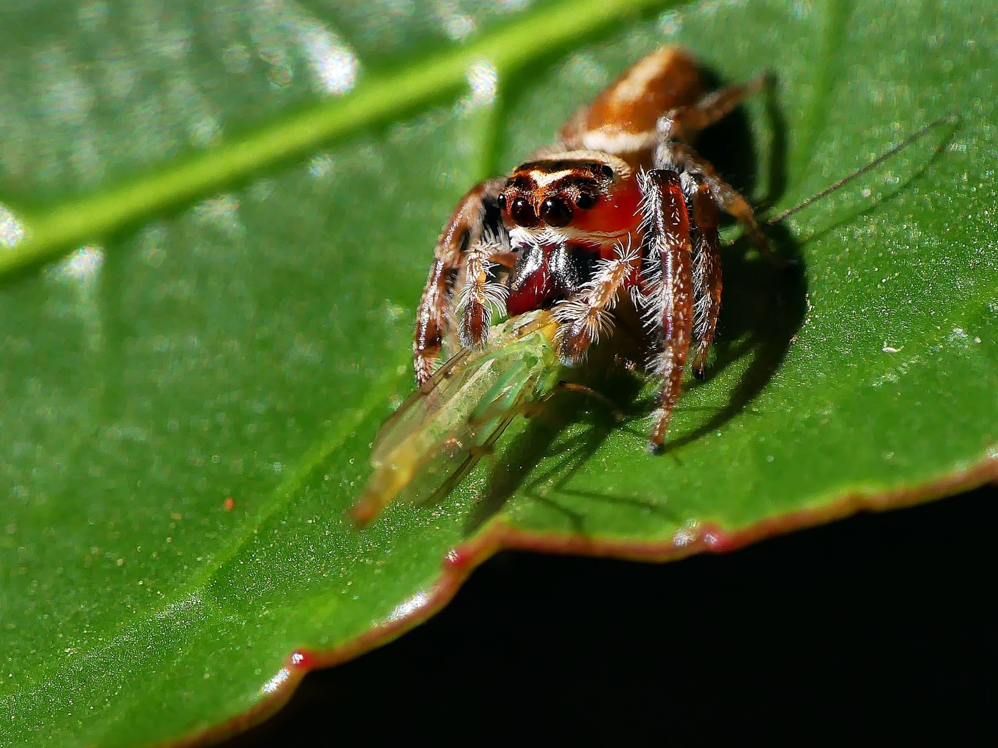 Jumping Spider Opisthoncus nigrofemoratus – Ausemade