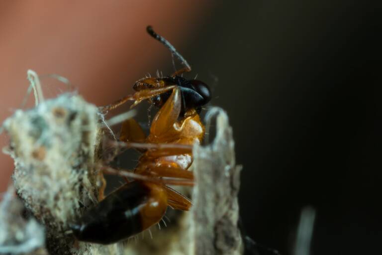 Opisthopsis rufithorax – Ausemade