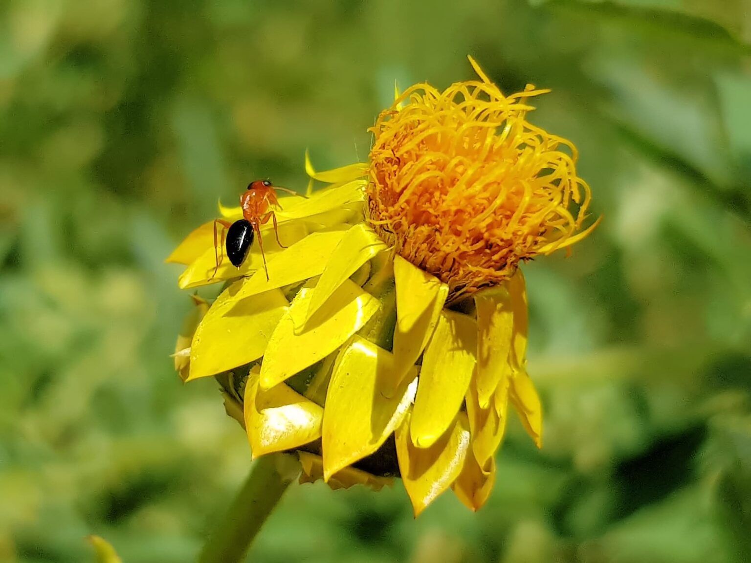 Alice Springs Ants (Formicidae) – Ausemade