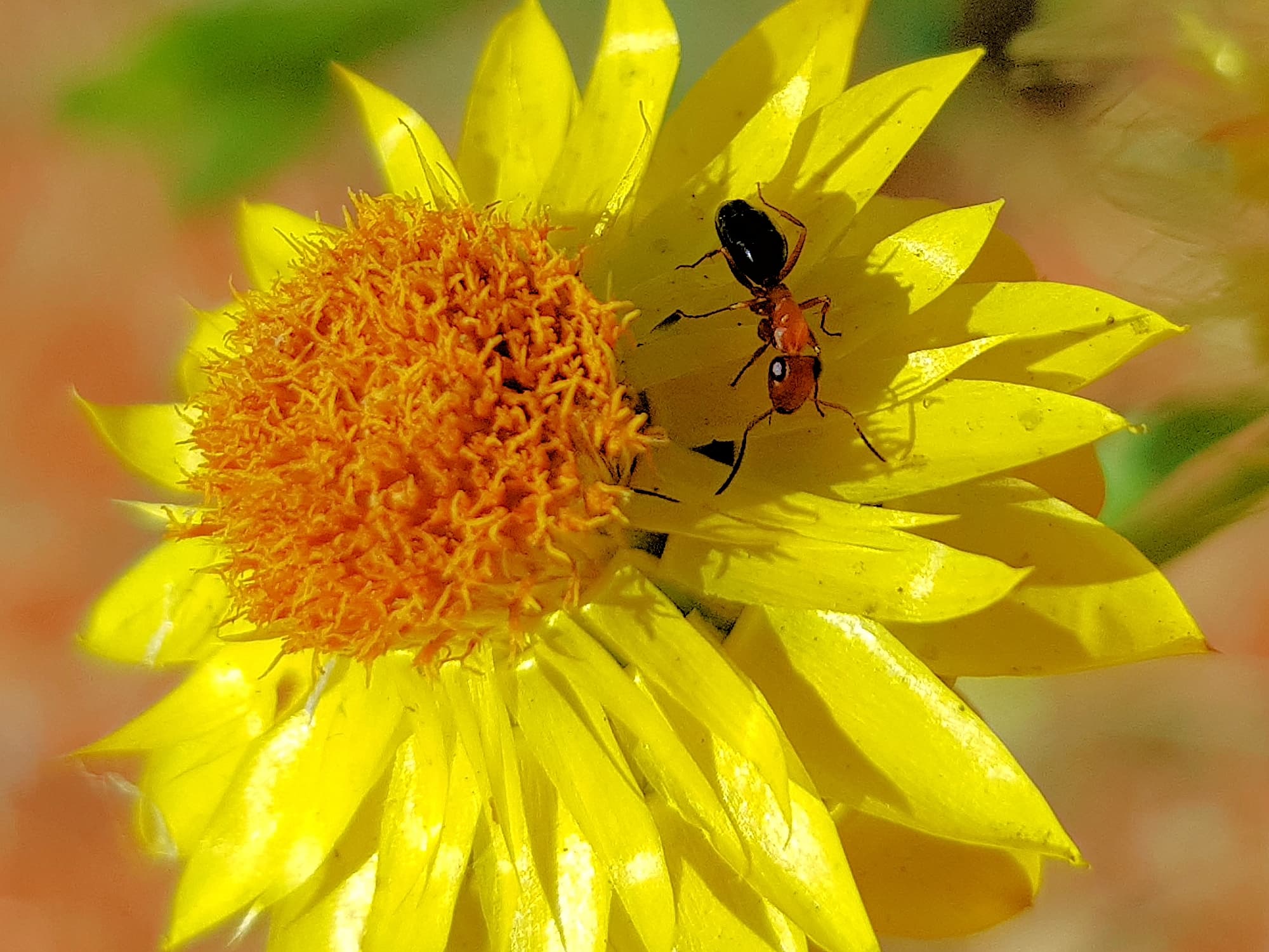 ASDP Opisthopsis sp – Ausemade