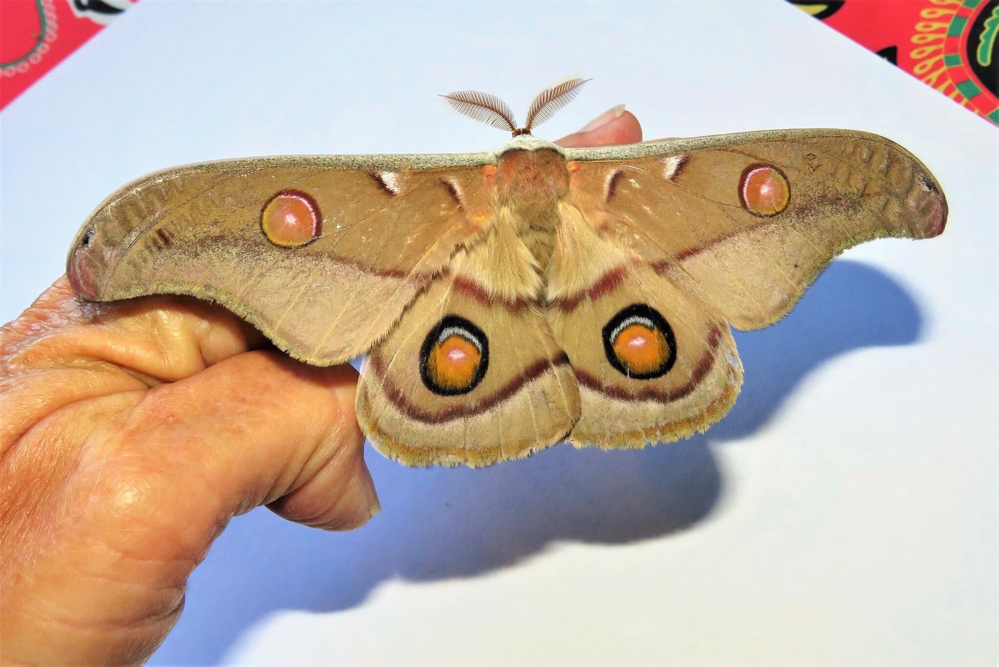 Opodiphthera eucalypti (Emperor Gum Moth) – Ausemade