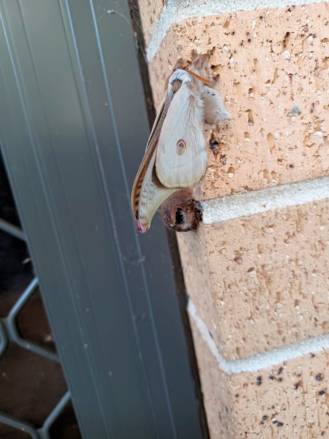 Emperor Gum Moth Pupa and Caterpillar – Ausemade