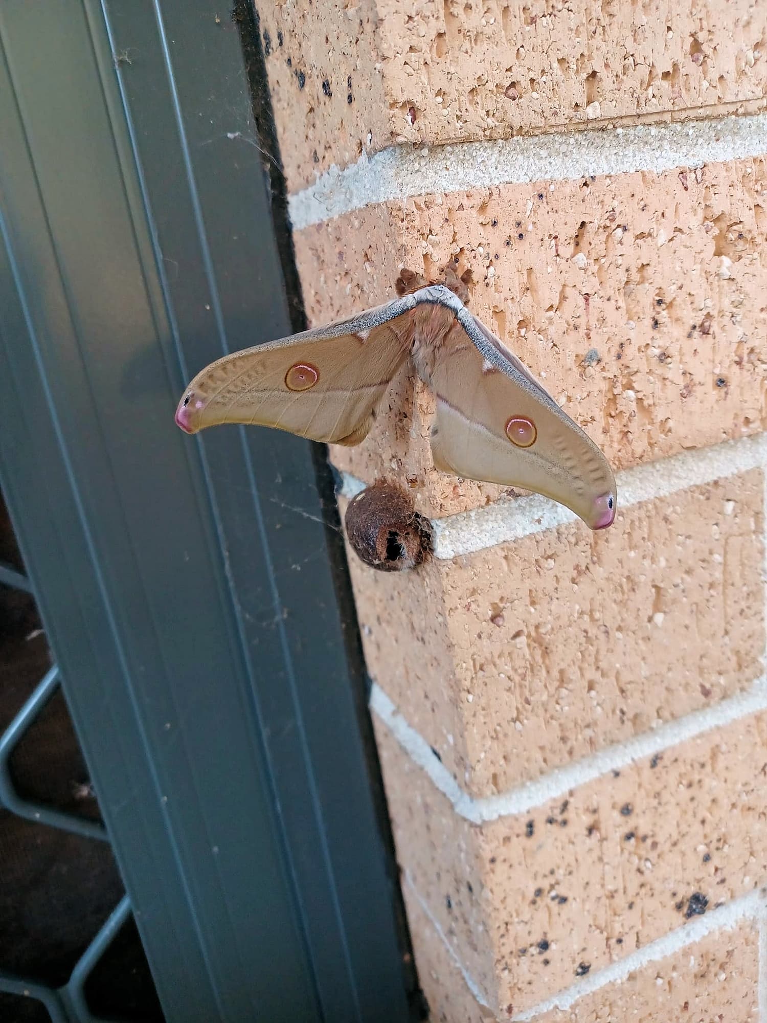 Emperor Gum Moth Pupa and Caterpillar – Ausemade