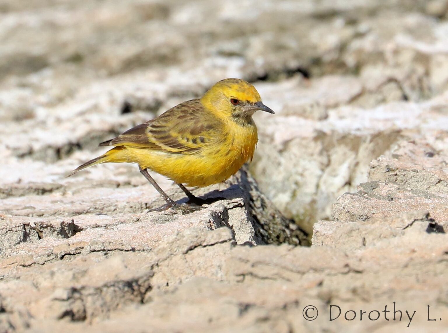 Australian Chats – Ausemade